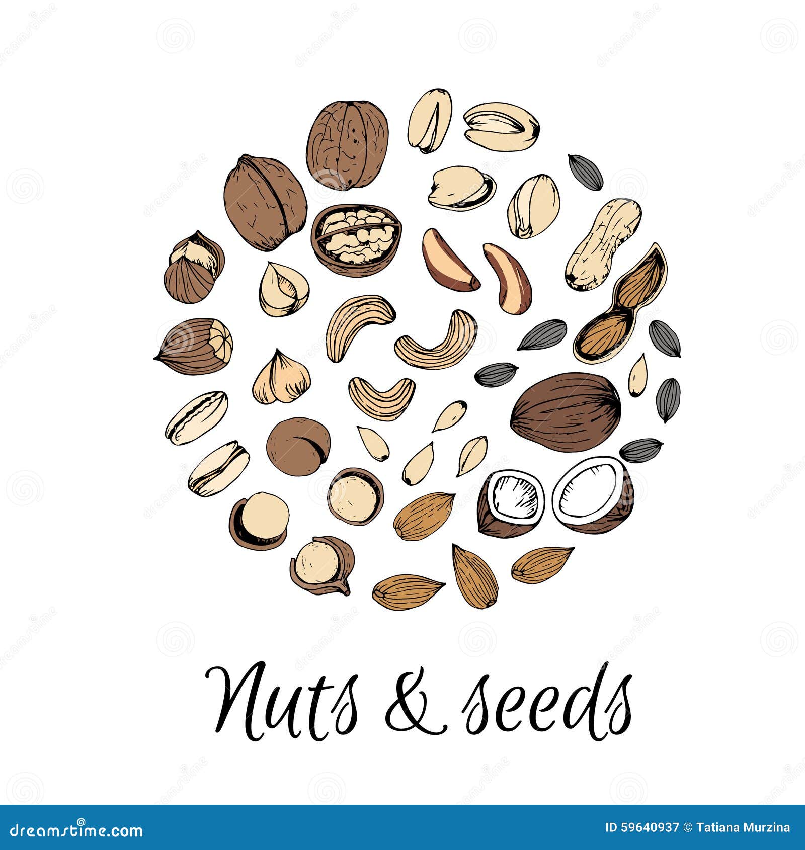 Nuts Collection Drawings. Sketches Stock Illustration - Illustration of ...