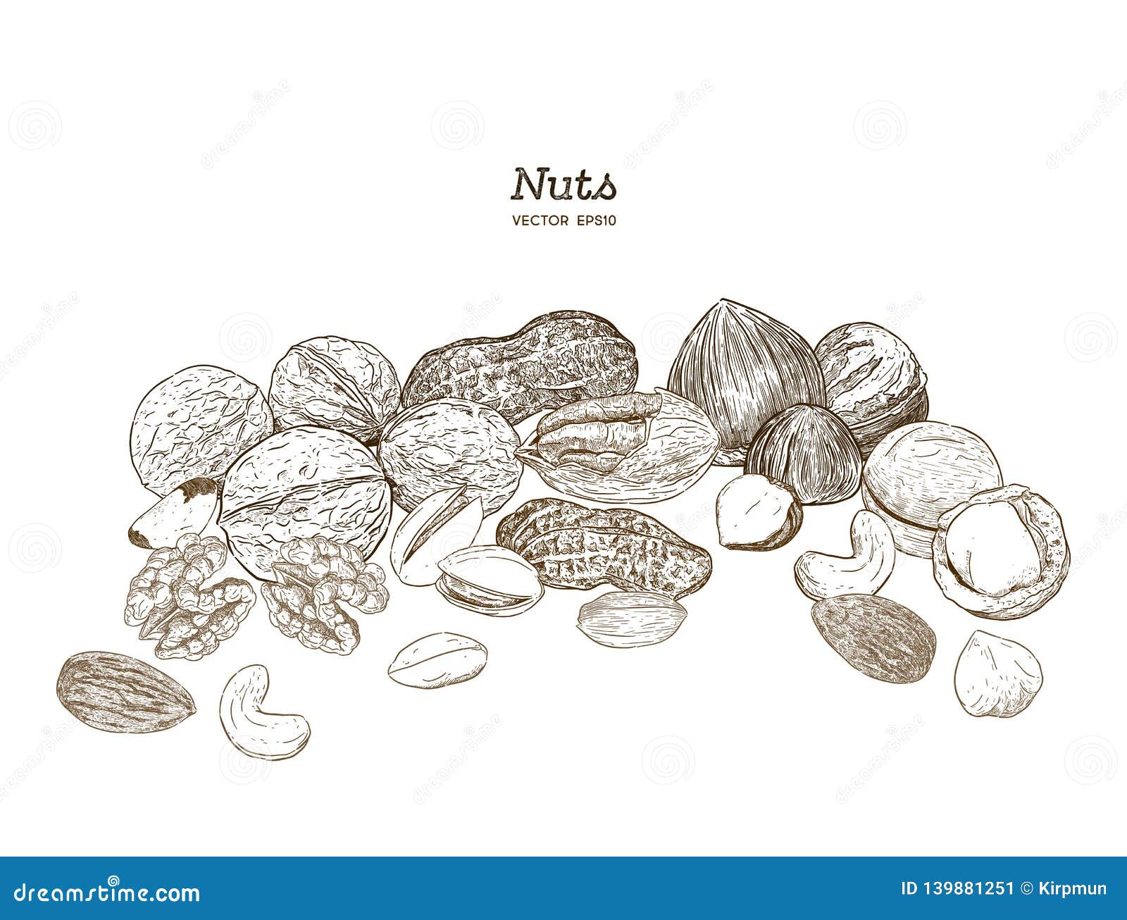 Nuts Collection. Vector Hand Drawn Objects Stock Vector - Illustration ...