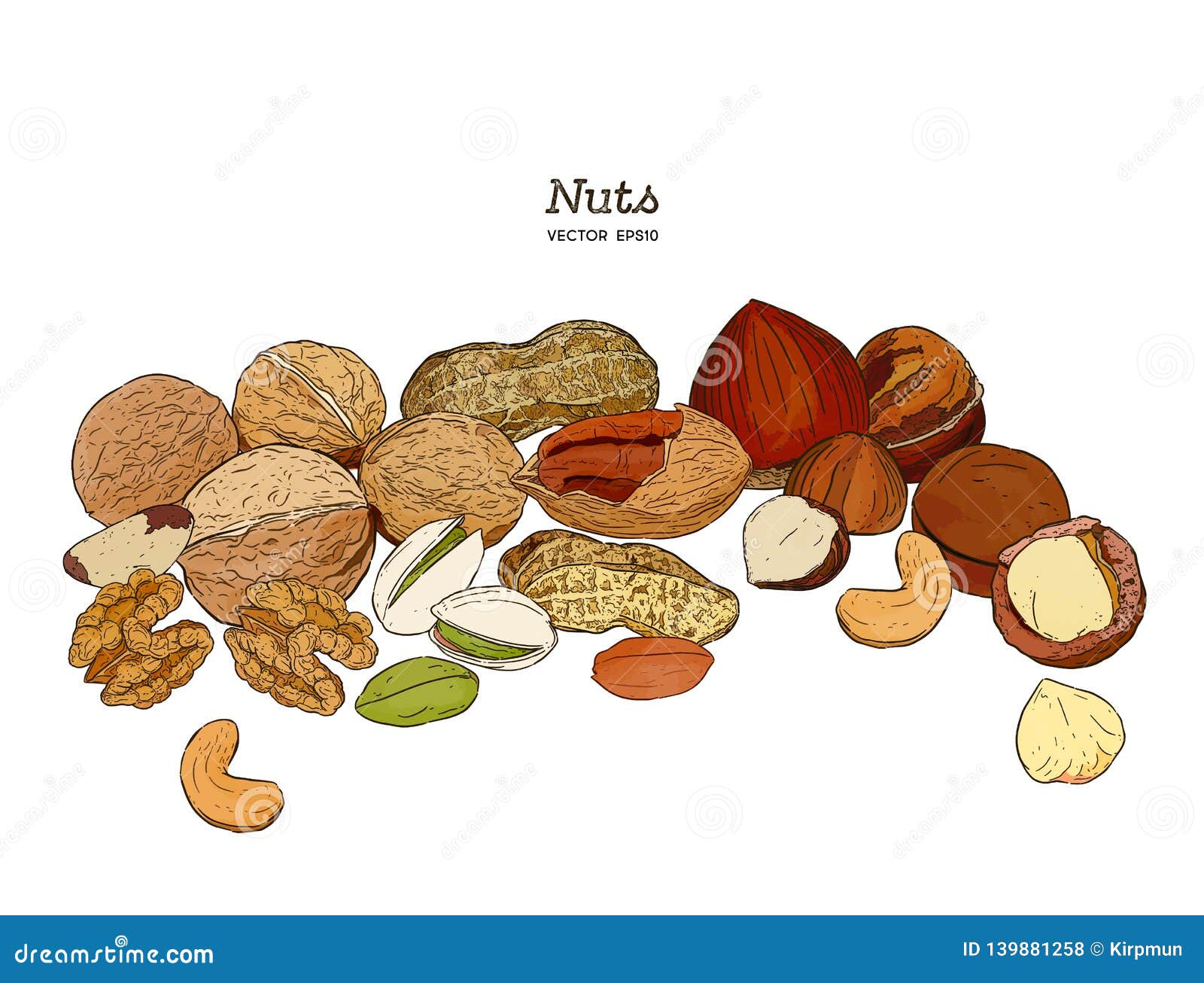 Nuts Collection Drawings. Sketches. Hand-drawing. Vector Illustration ...