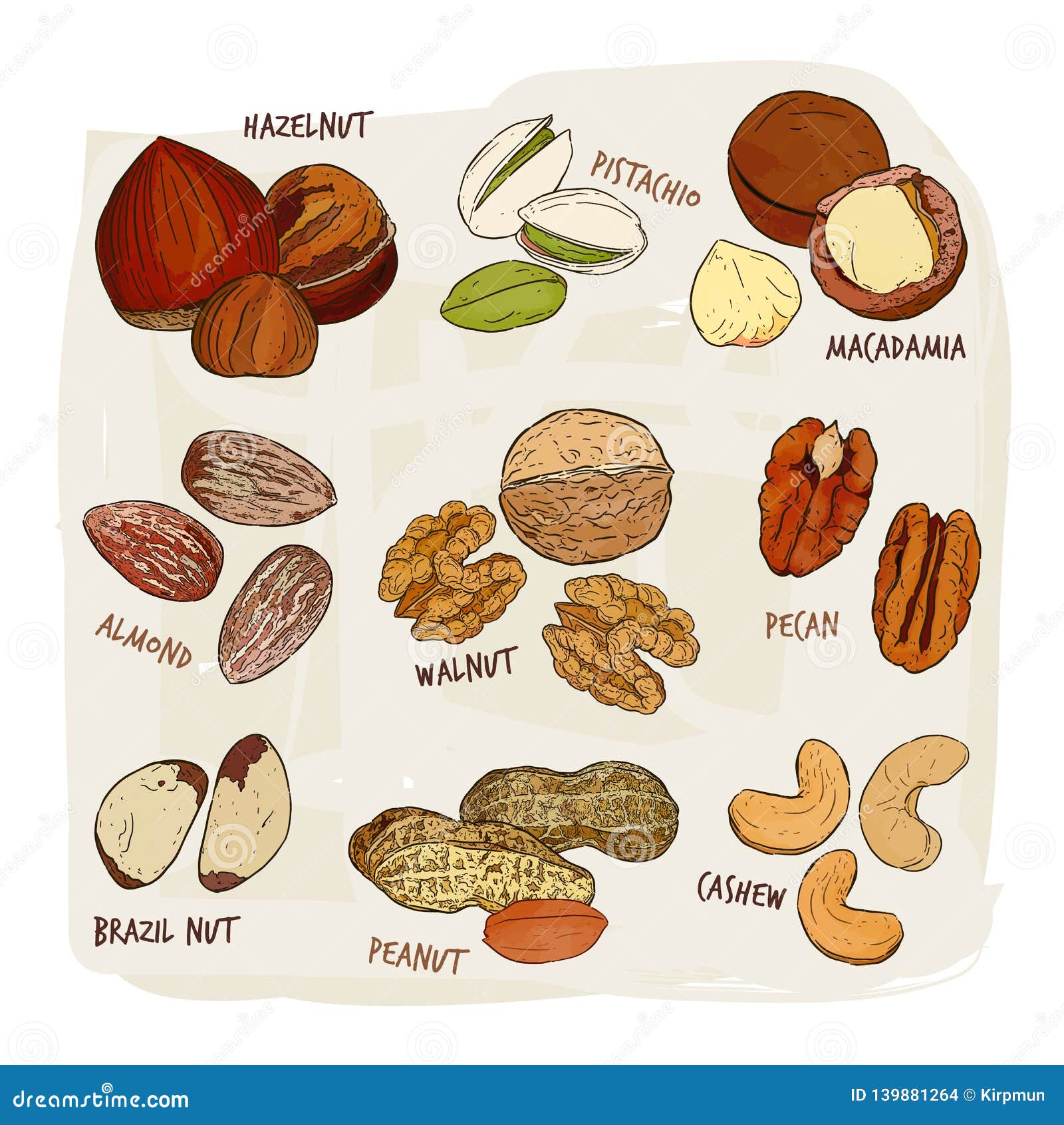 Nuts Collection Drawings. Sketches. Hand-drawing. Vector Illustration ...