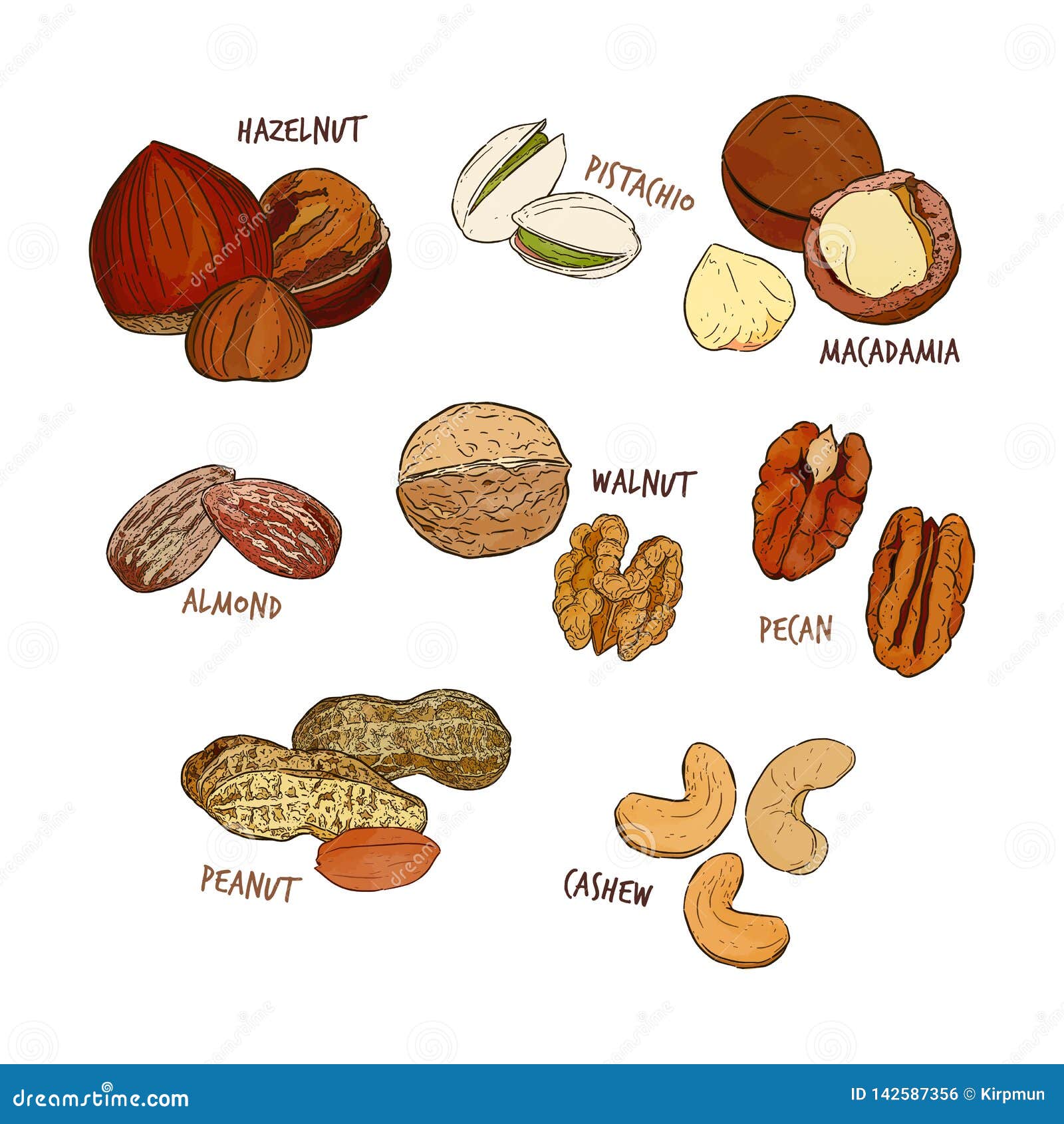 Nuts Collection Drawings. Sketches. Hand-drawing. Vector Illustration ...
