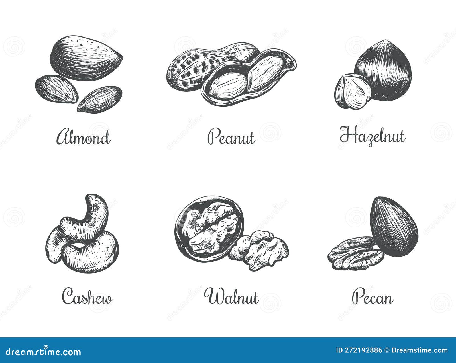 Nuts Collection Vector Illustration Hand Drawing. Stock Vector ...