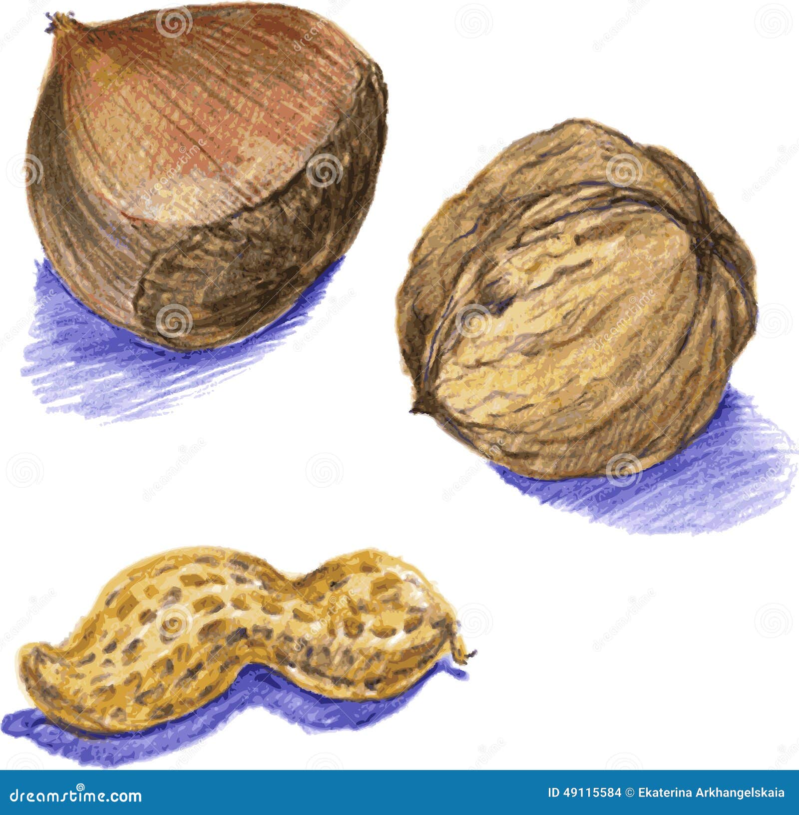 Nuts, Drawn with Colored Pencils Stock Vector - Illustration of ...