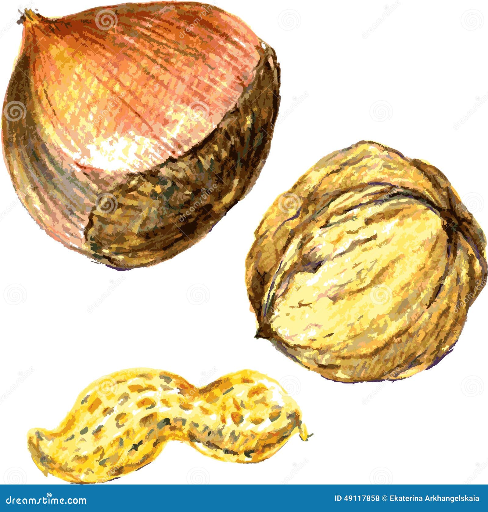 Nuts, Drawn with Colored Pencils Stock Vector - Illustration of drawing ...