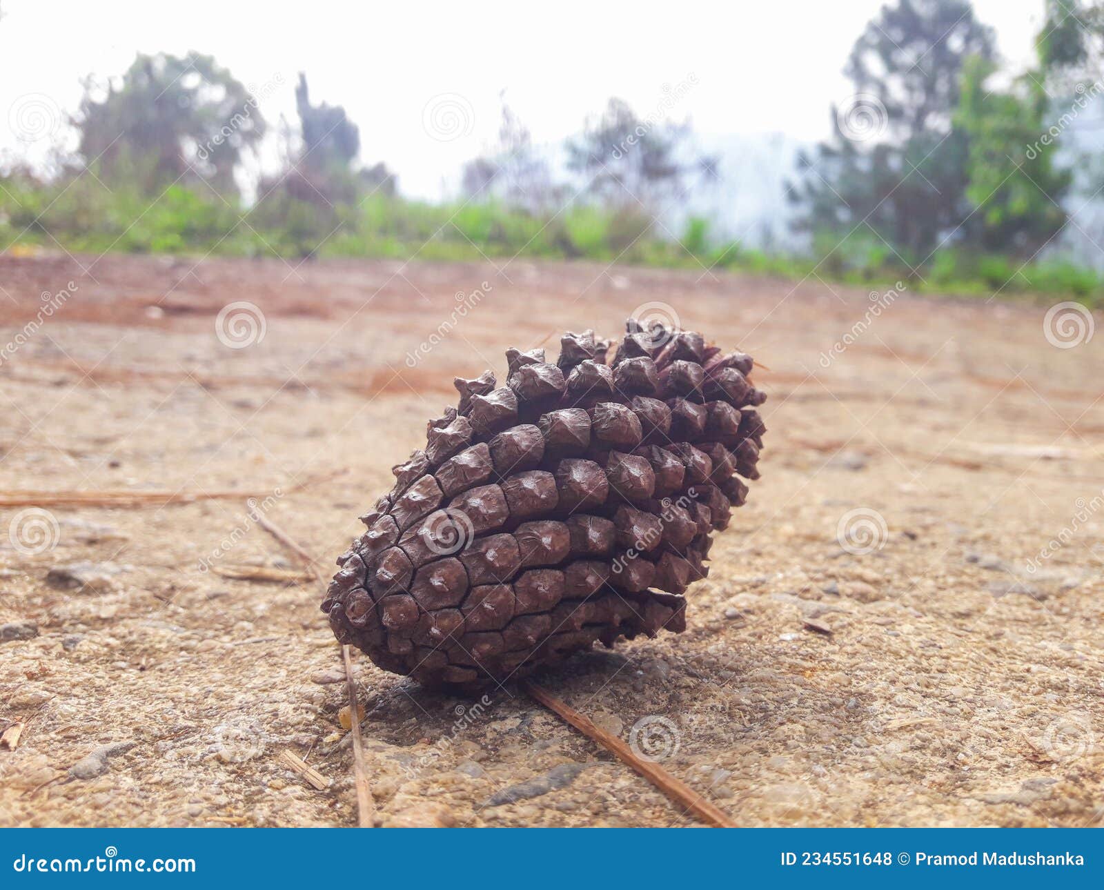 A Pine Nut Fell To the Ground. Stock Photo - Image of trees, fell ...