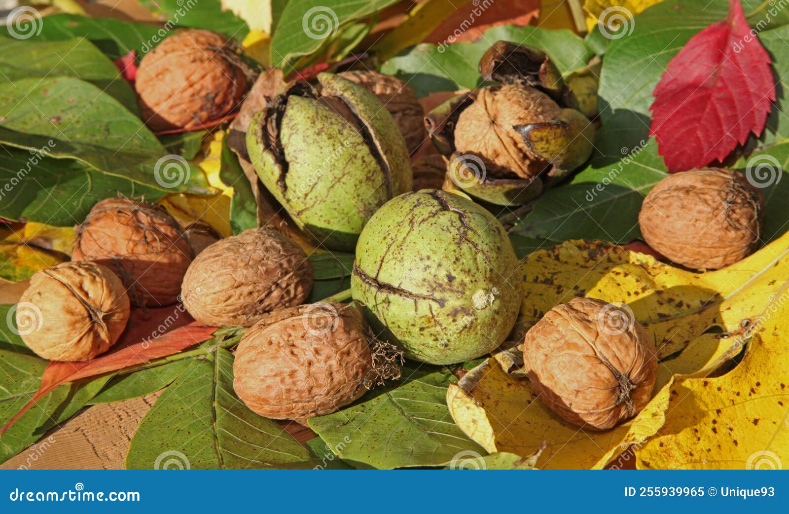 Nuts Fallen on the Ground on Dead Leaves Stock Image - Image of stages ...