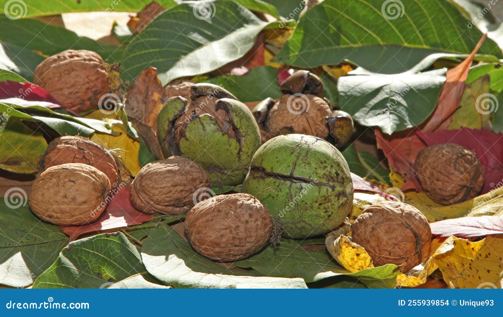 Nuts Fallen on the Ground on Dead Leaves Stock Photo - Image of brou ...