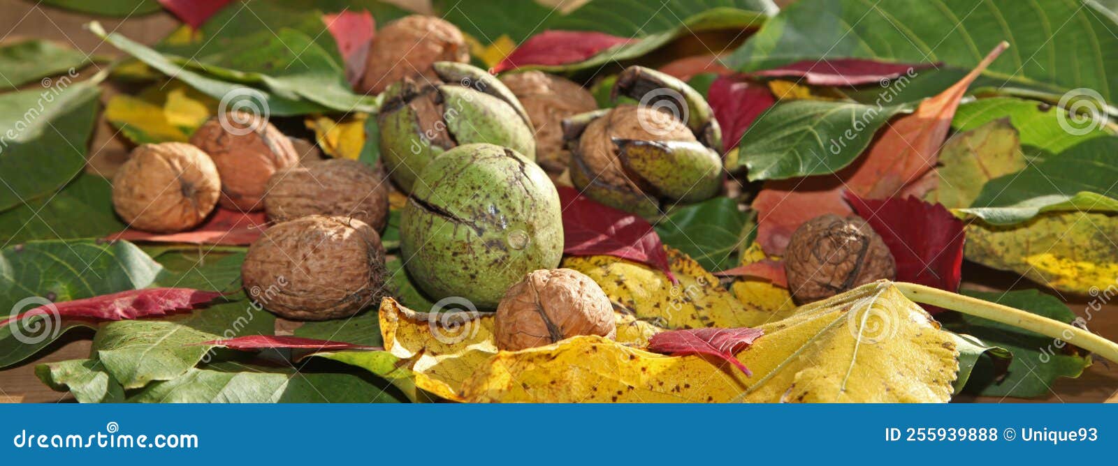 Nuts Fallen on the Ground on Dead Leaves Stock Photo - Image of ...