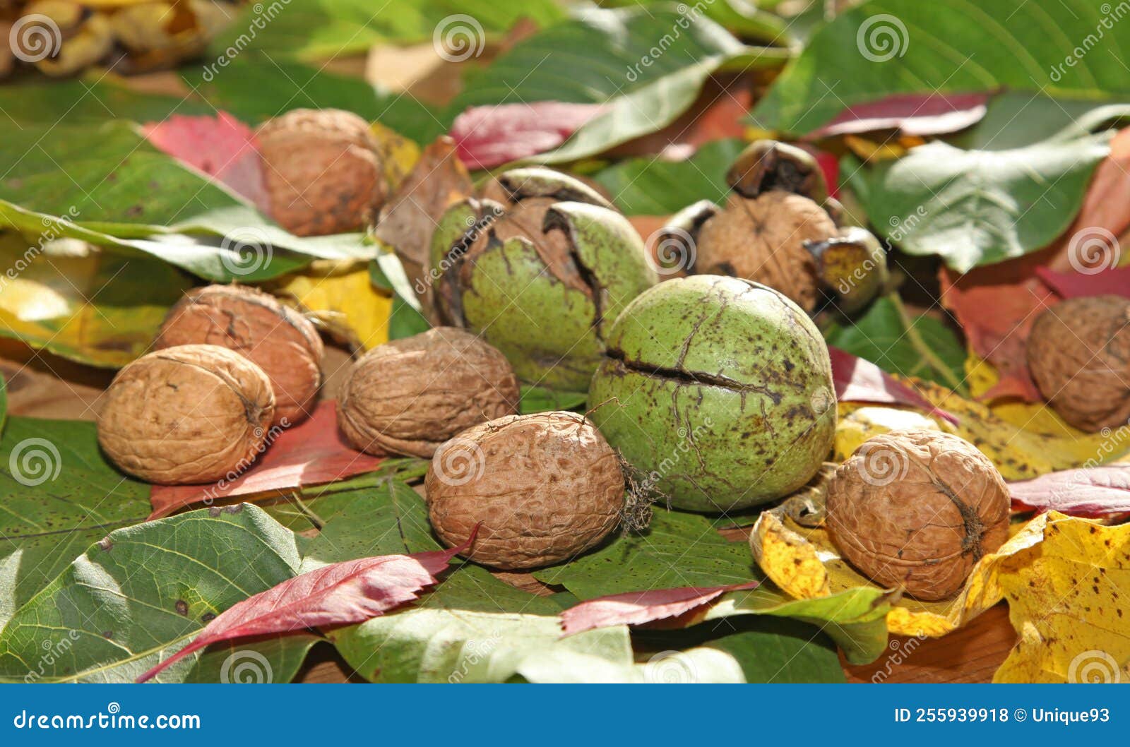 Nuts Fallen on the Ground on Dead Leaves Stock Photo - Image of nuts ...