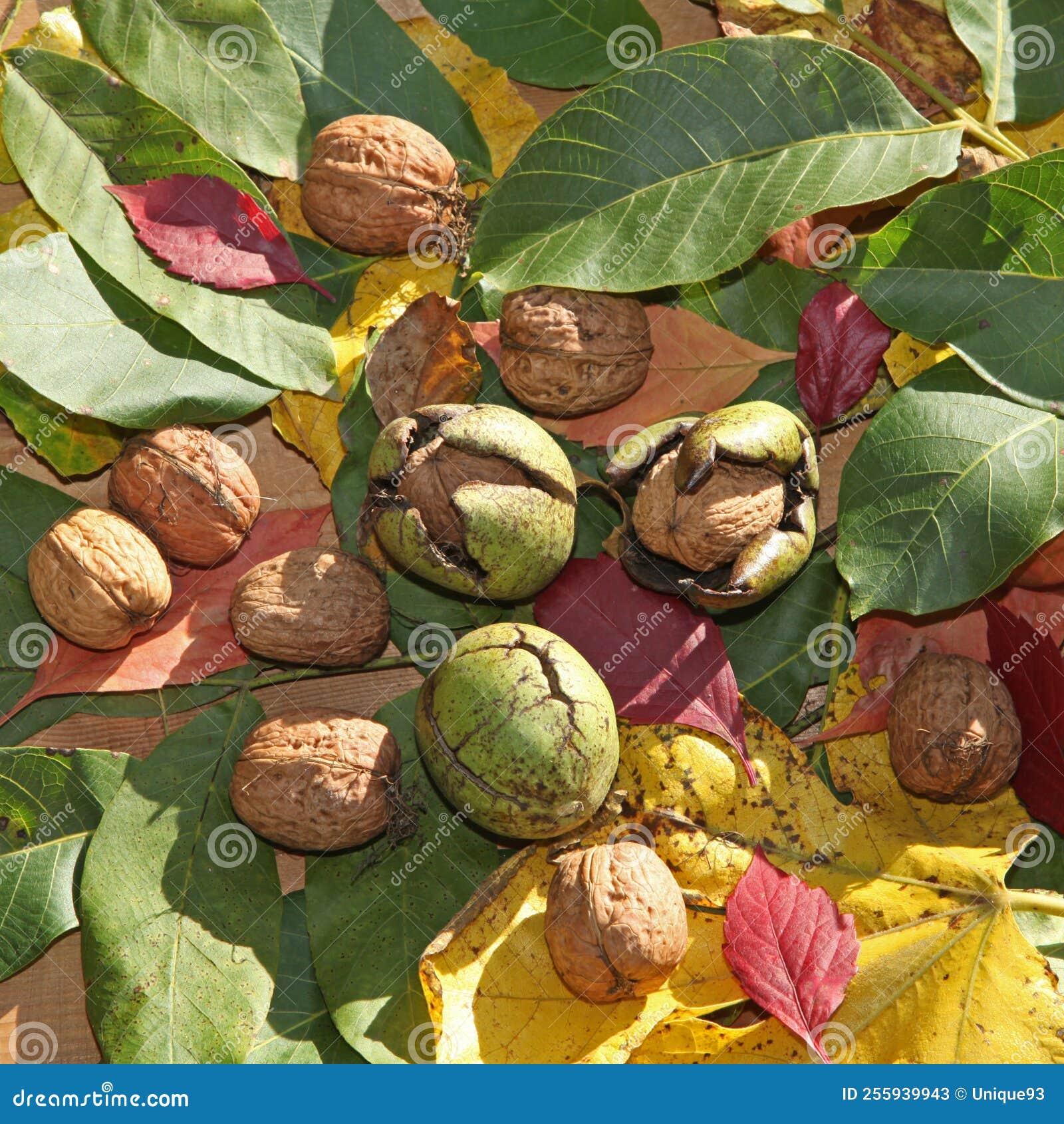 Nuts Fallen on the Ground on Dead Leaves Stock Image - Image of fruit ...