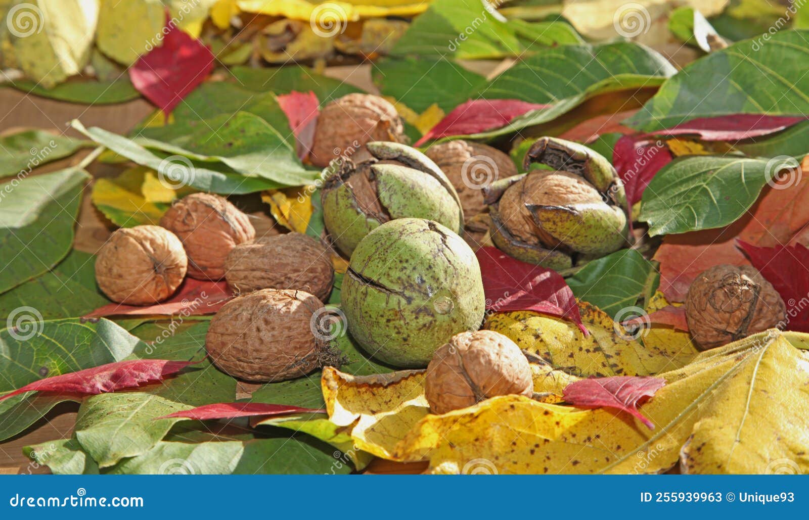Nuts Fallen on the Ground on Dead Leaves Stock Image - Image of noix ...
