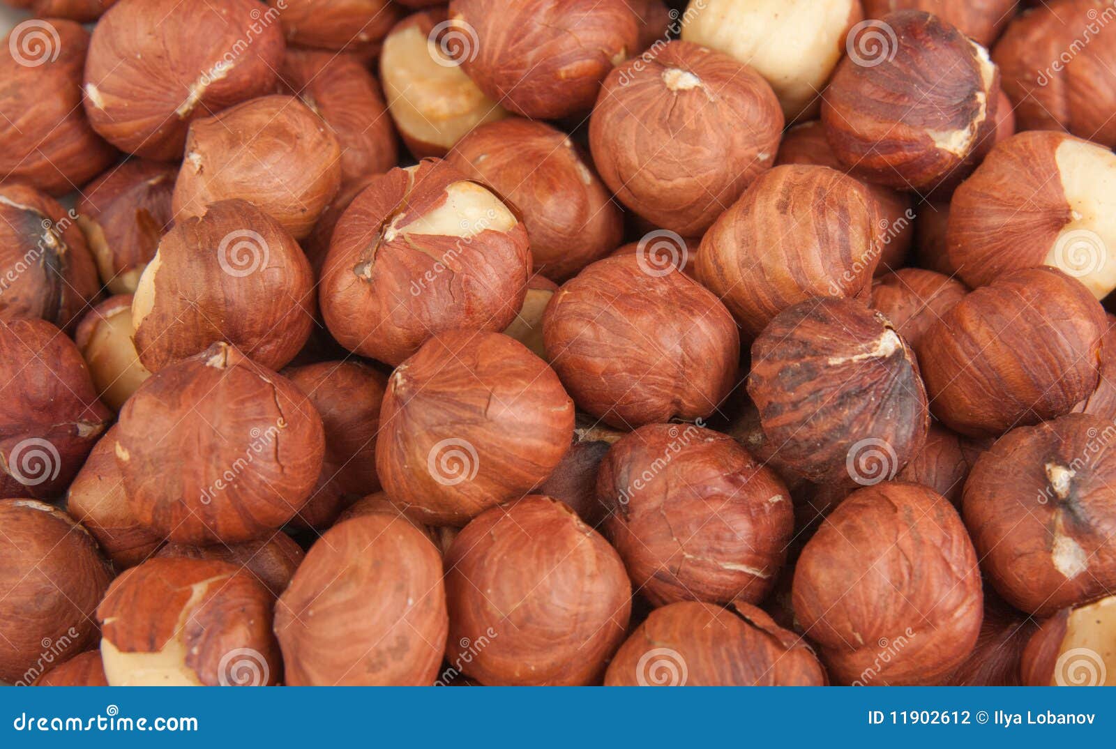 Nuts a filbert stock photo. Image of ingredient, tough - 11902612
