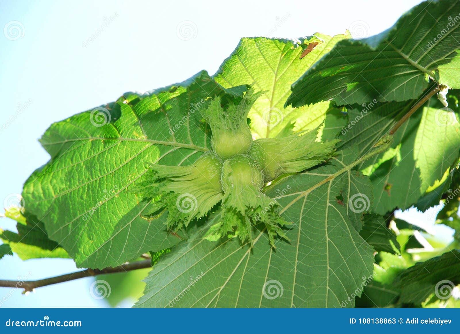 Nuts of the Filbert Growing . Hazelnut Tree, Hazelnuts Ready To Pick ...