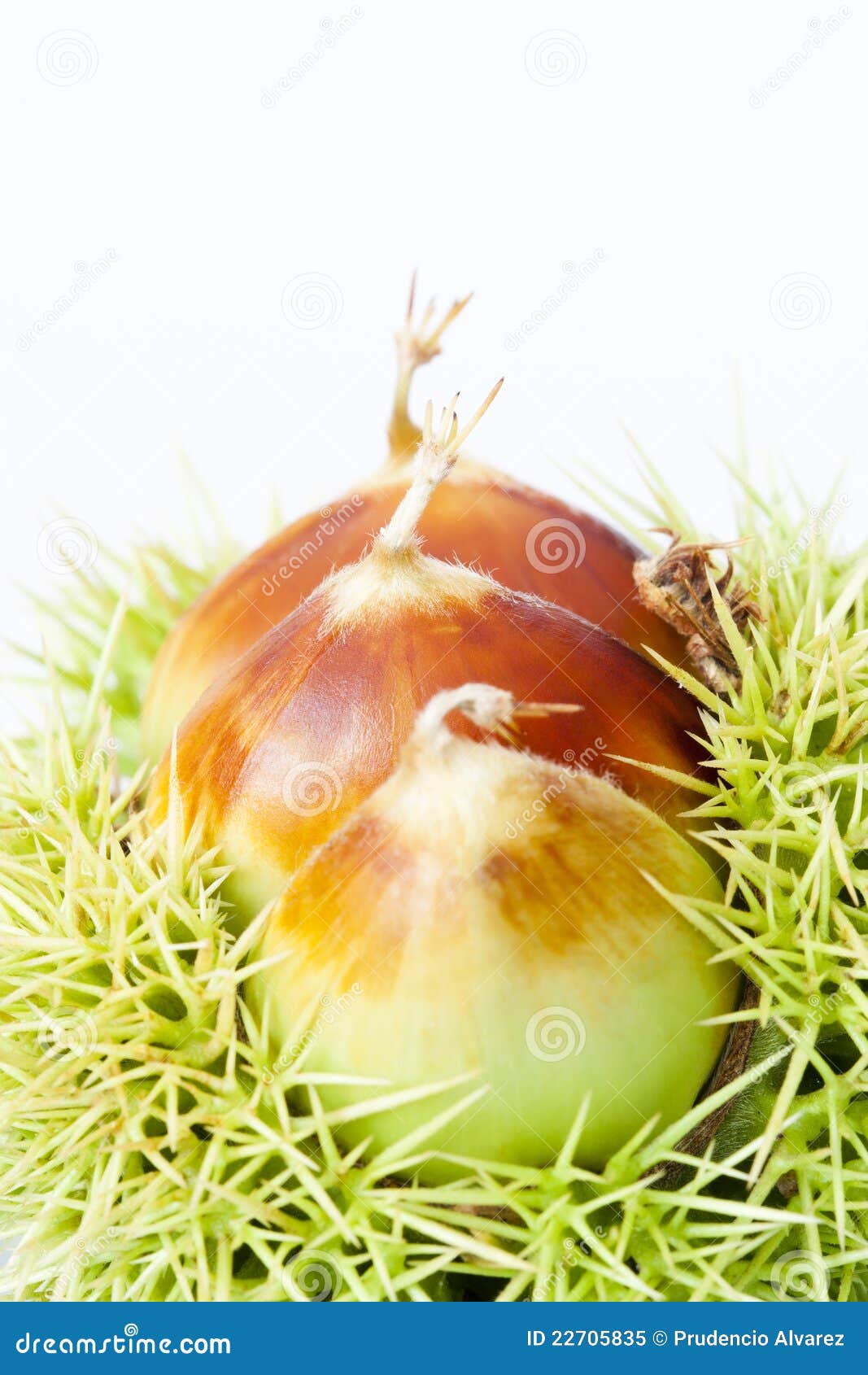 Nuts, fruits of autumn stock image. Image of spines, nutrition - 22705835