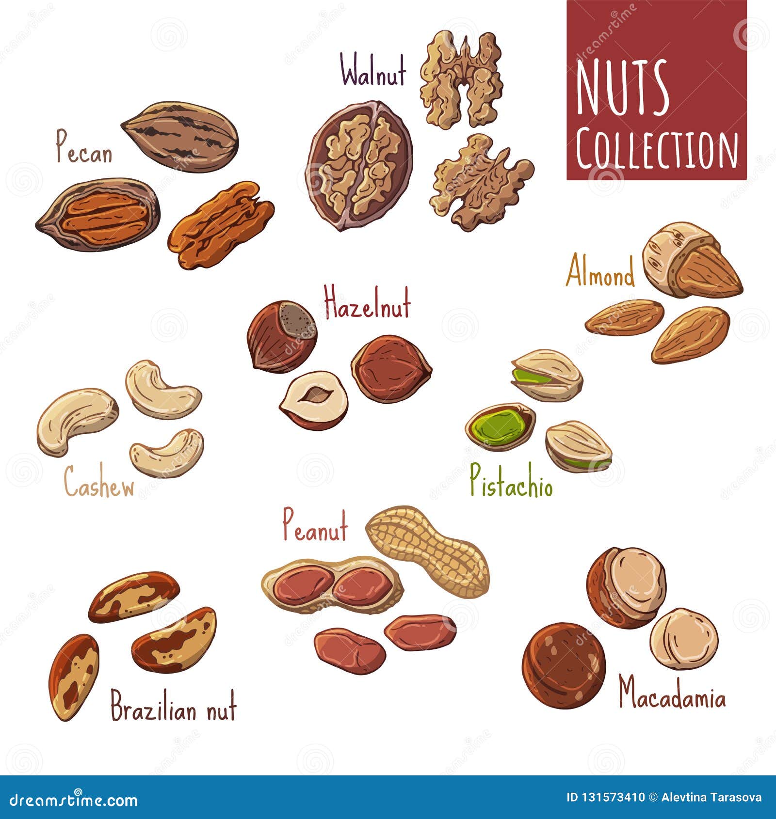 Nuts stock vector. Illustration of delicious, nutrition - 131573410