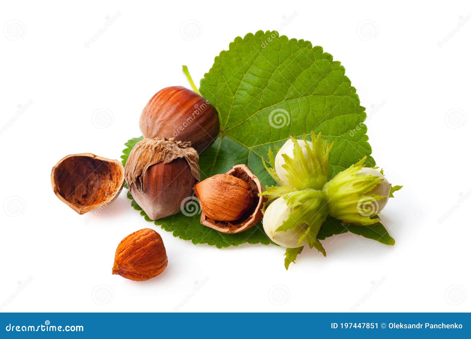 Nuts Hazelnuts Isolate on White Stock Image - Image of food, isolated ...