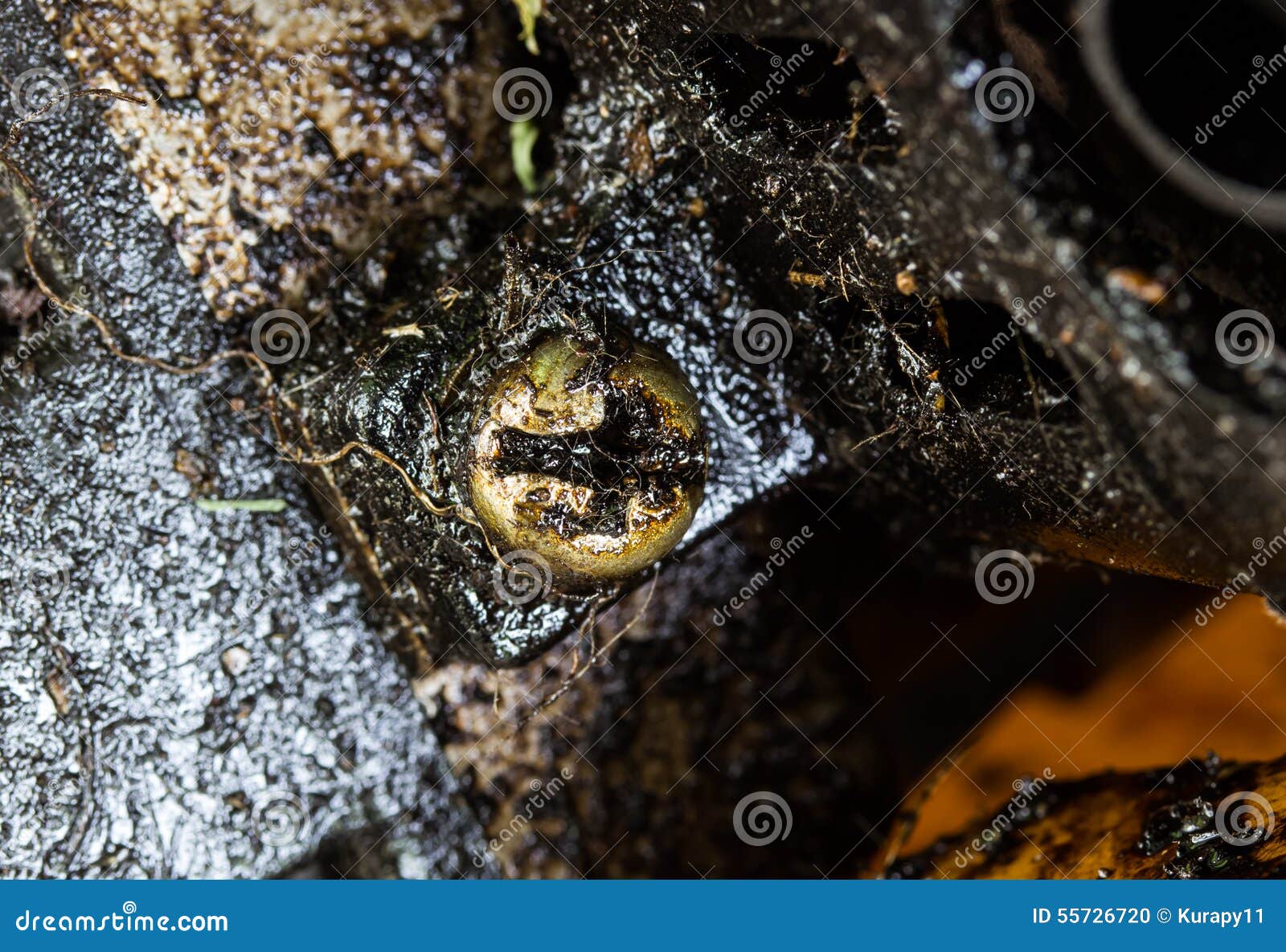 Nuts Leaked Engine Oil on Old Machine Stock Photo - Image of fuel ...