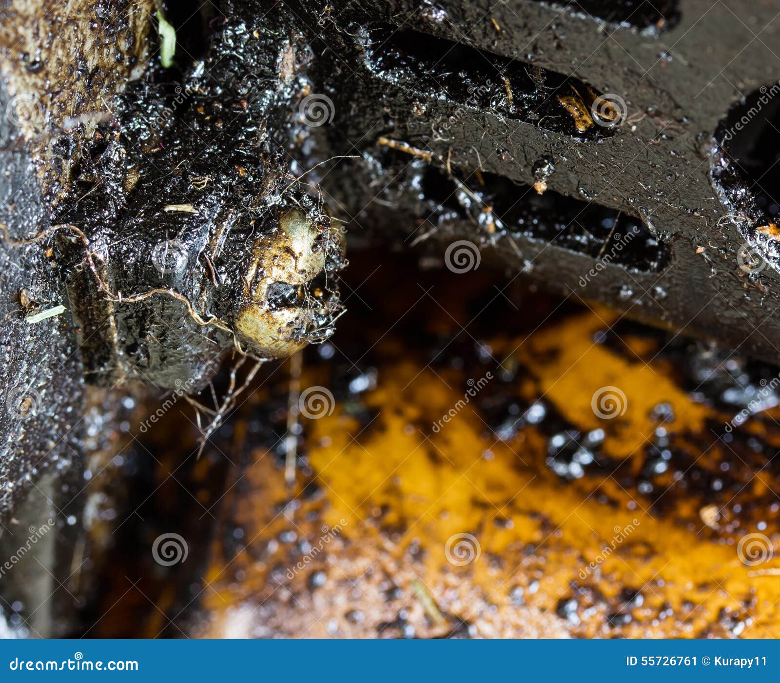 Nuts Leaked Engine Oil on Old Machine Stock Image - Image of industrial ...