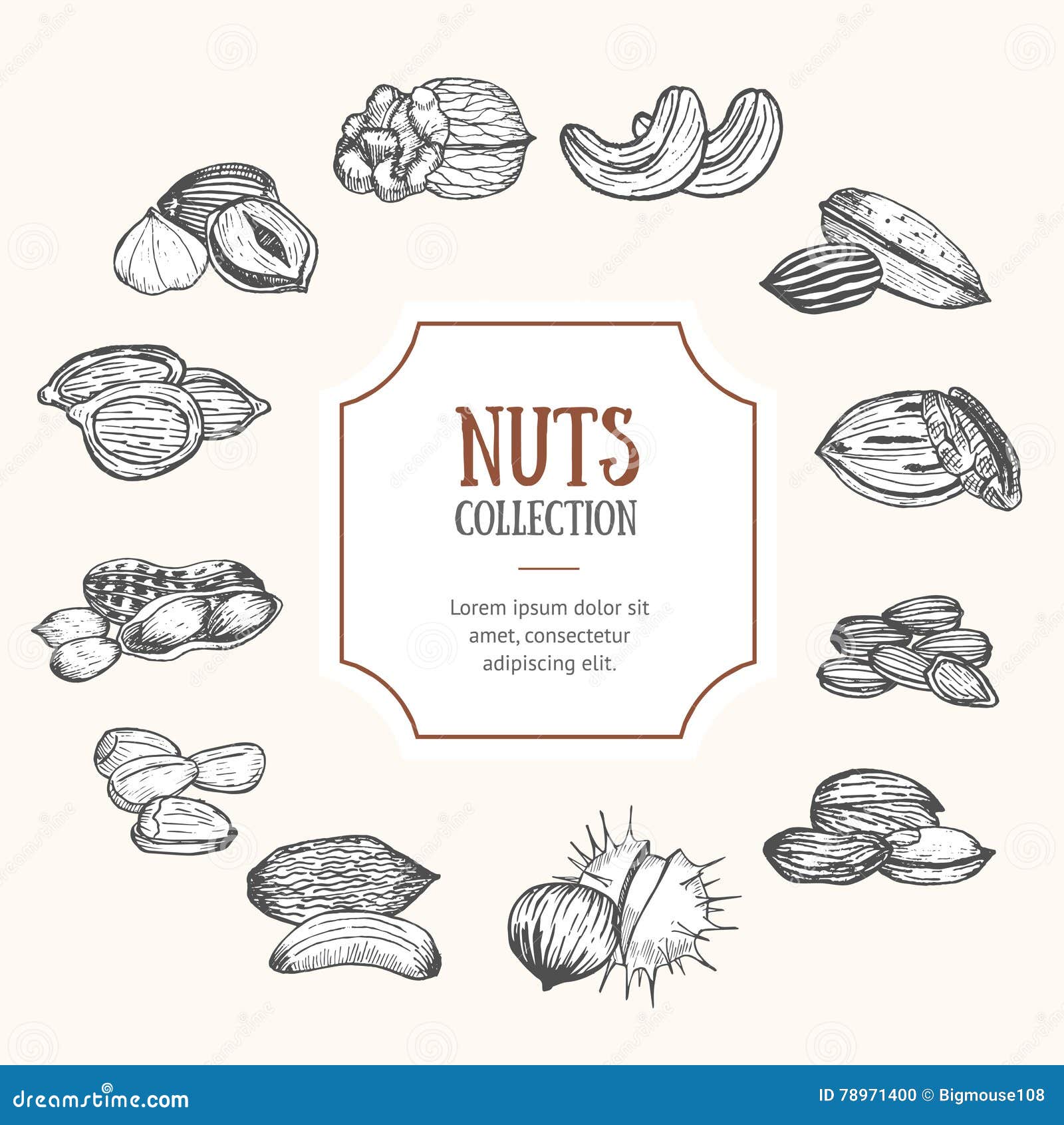 Nuts Package Design. Vector Stock Vector - Illustration of decor, hand ...