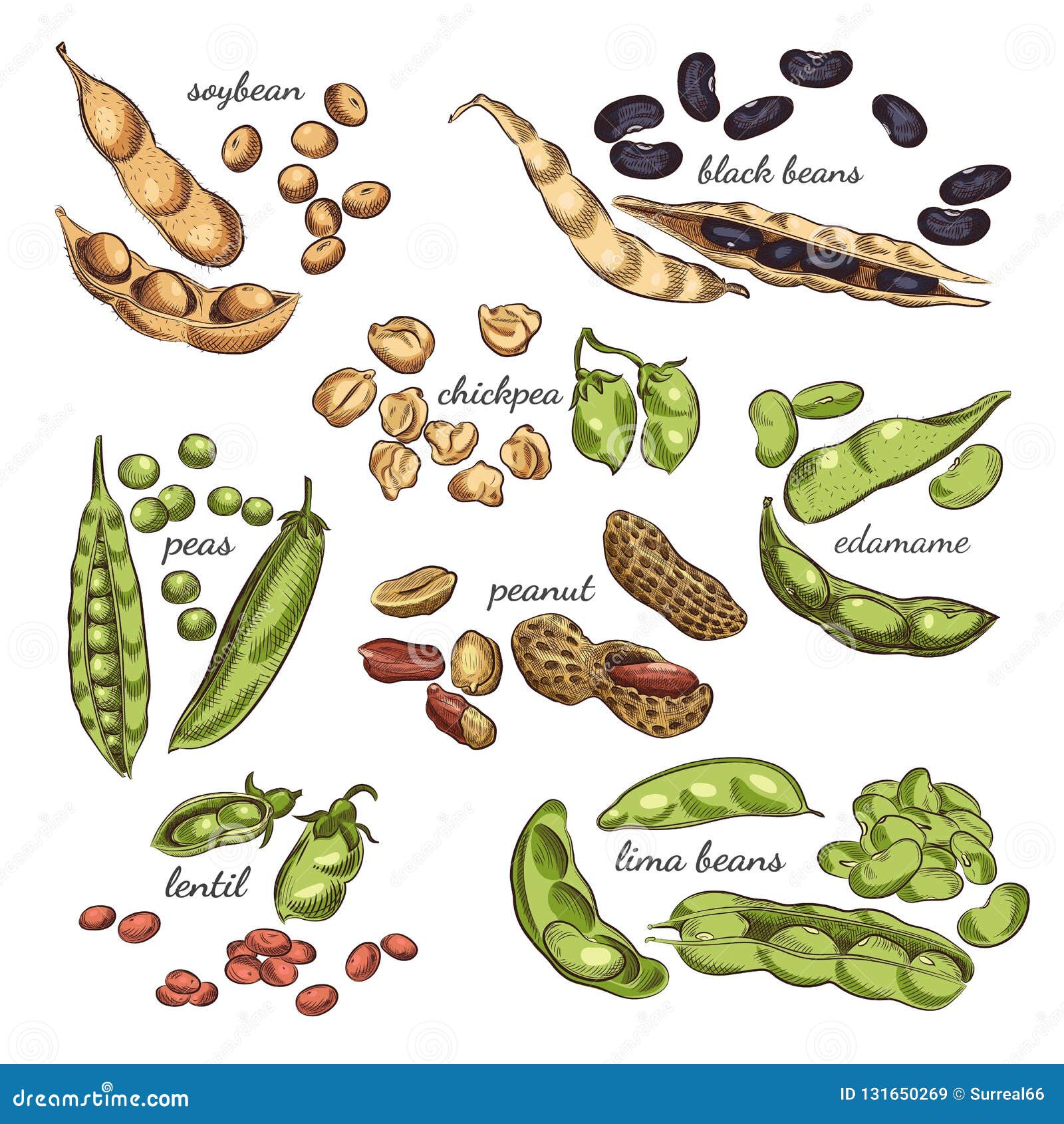 Legumes Hand Drawn Illustration. | CartoonDealer.com #115603298