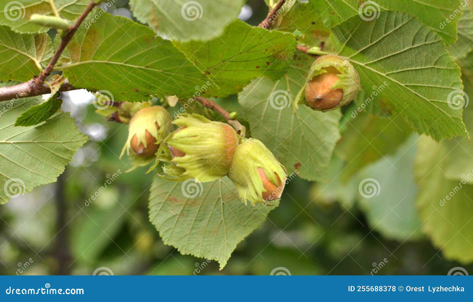 Nuts Ripen on a Hazel Branch Stock Photo - Image of background, filbert ...