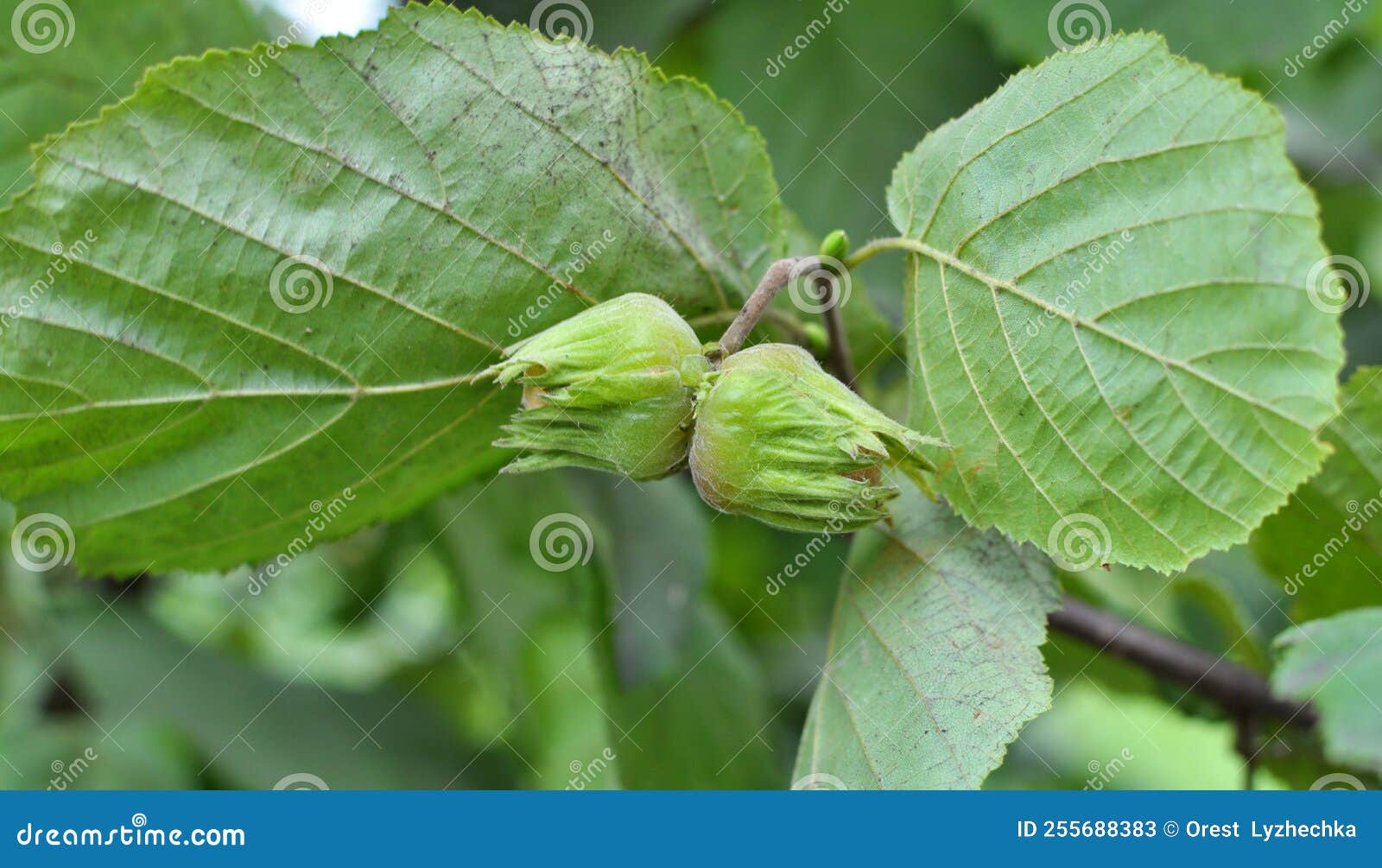 Nuts Ripen on a Hazel Branch Stock Image - Image of bush, background ...