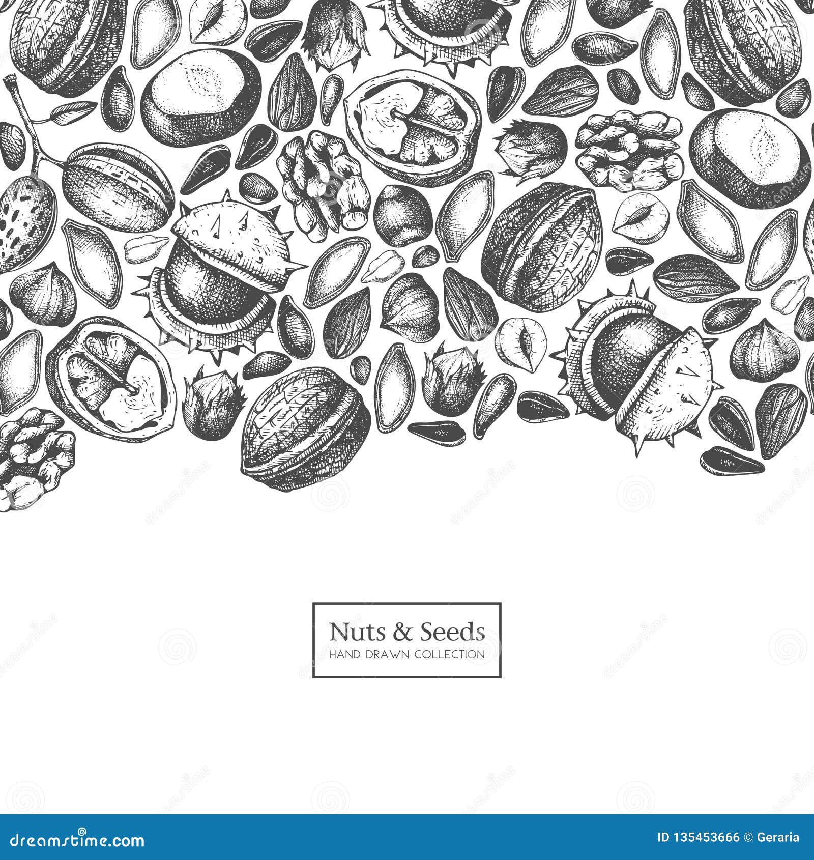 Vector Design with Hand Drawn Nuts and Seeds Sketches. Hazelnut, Walnut ...