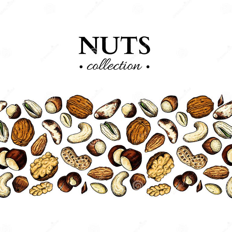 Nuts and Seeds Frame Template. Vector Illustration. Seamless Pattern ...
