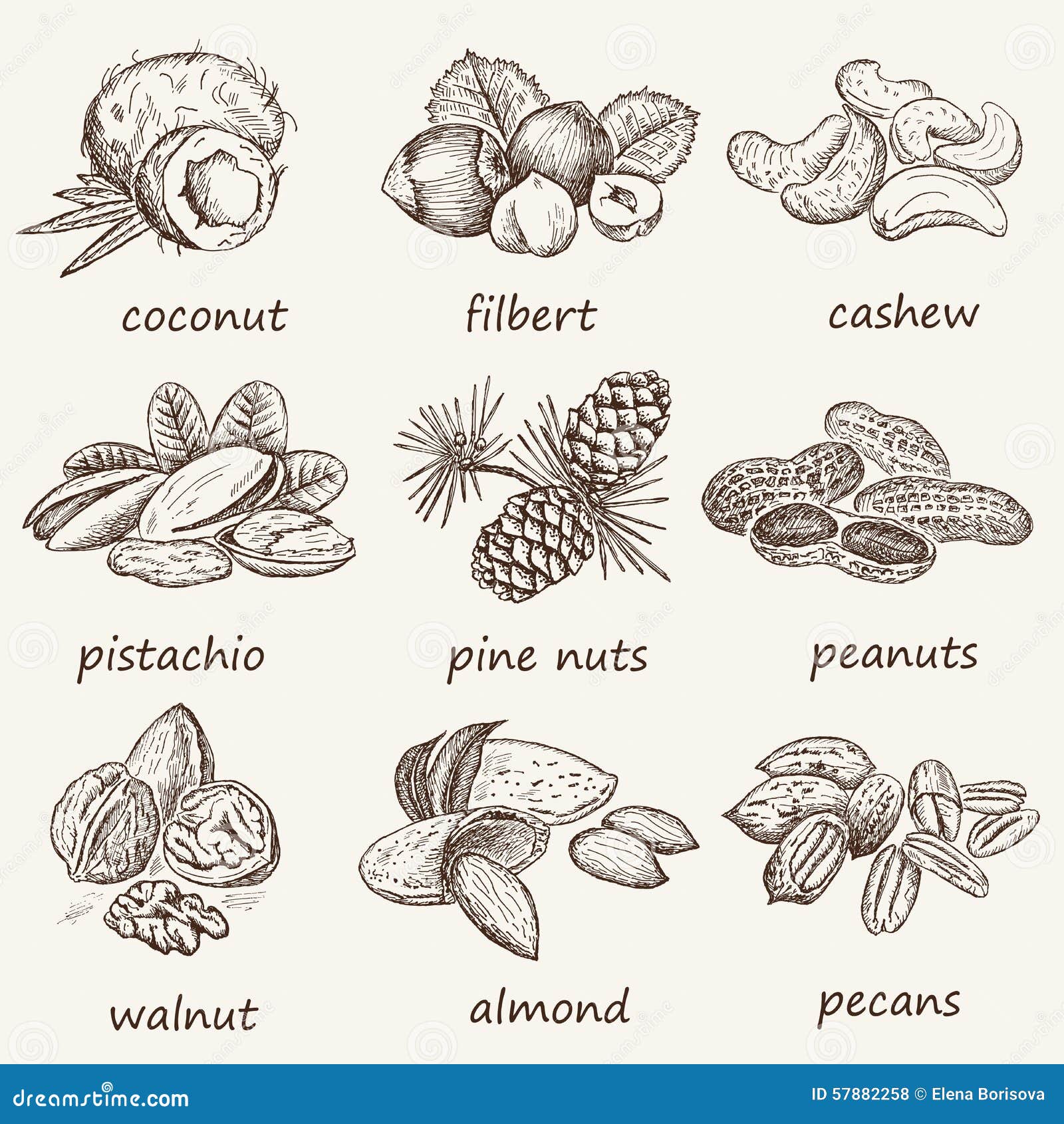 Nuts set stock vector. Illustration of nuts, seed, nutrient - 57882258