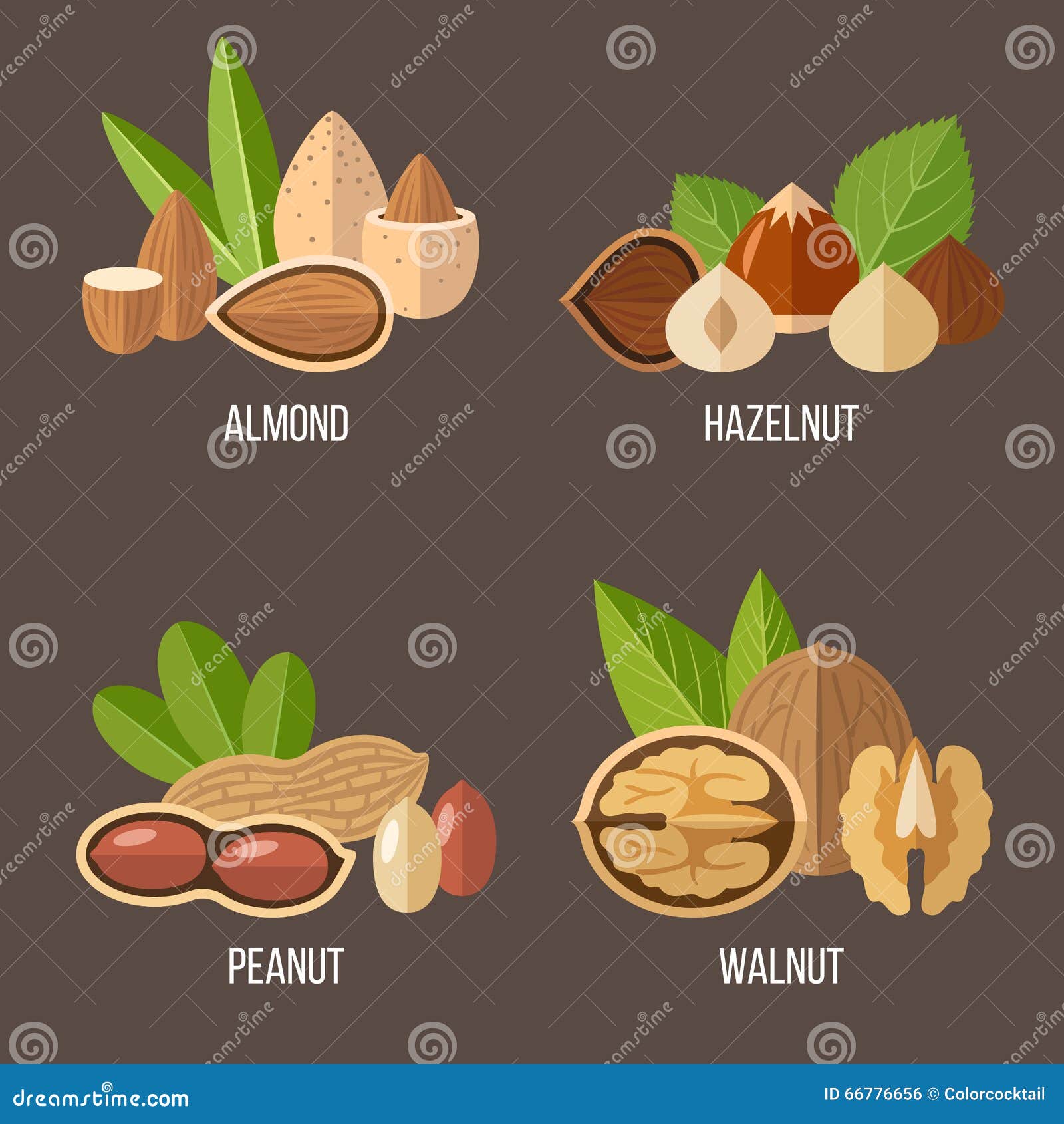 Nuts set stock vector. Illustration of organic, product - 66776656