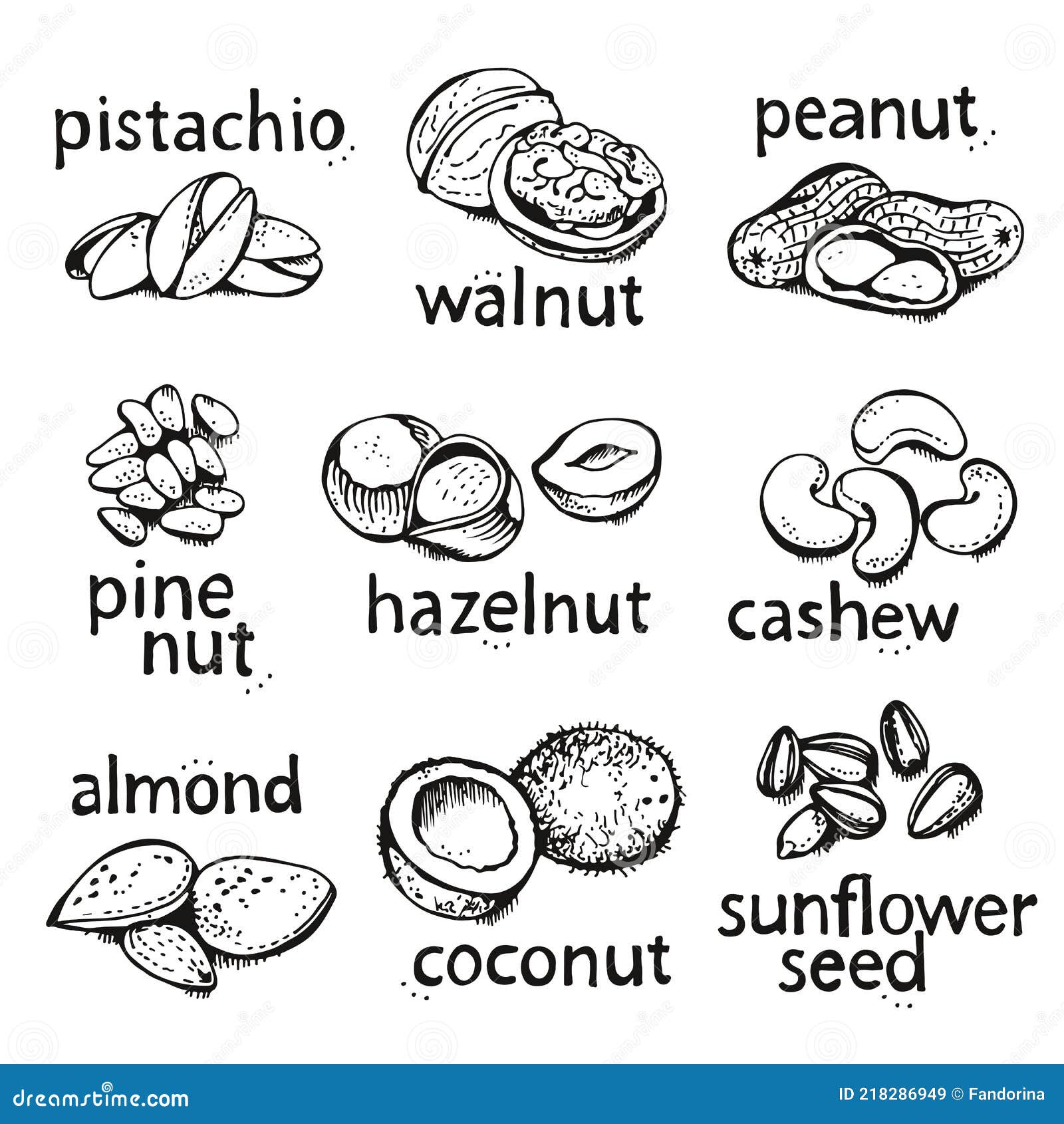 Nuts Set Vector Set, Various Nuts Hand Drawn Illustration Stock Vector ...