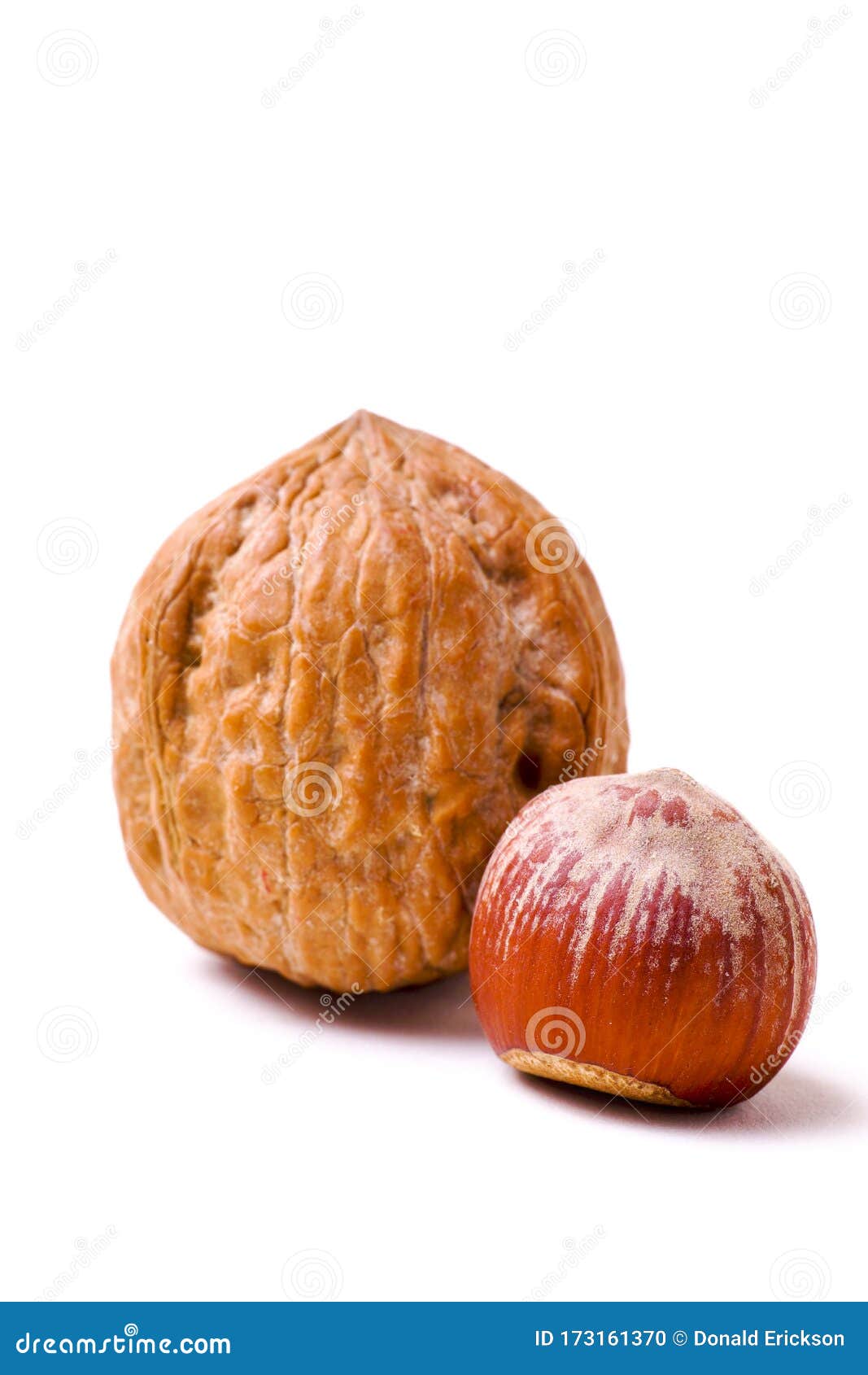 Two Nuts in Shell Isolated on White Stock Photo - Image of white ...