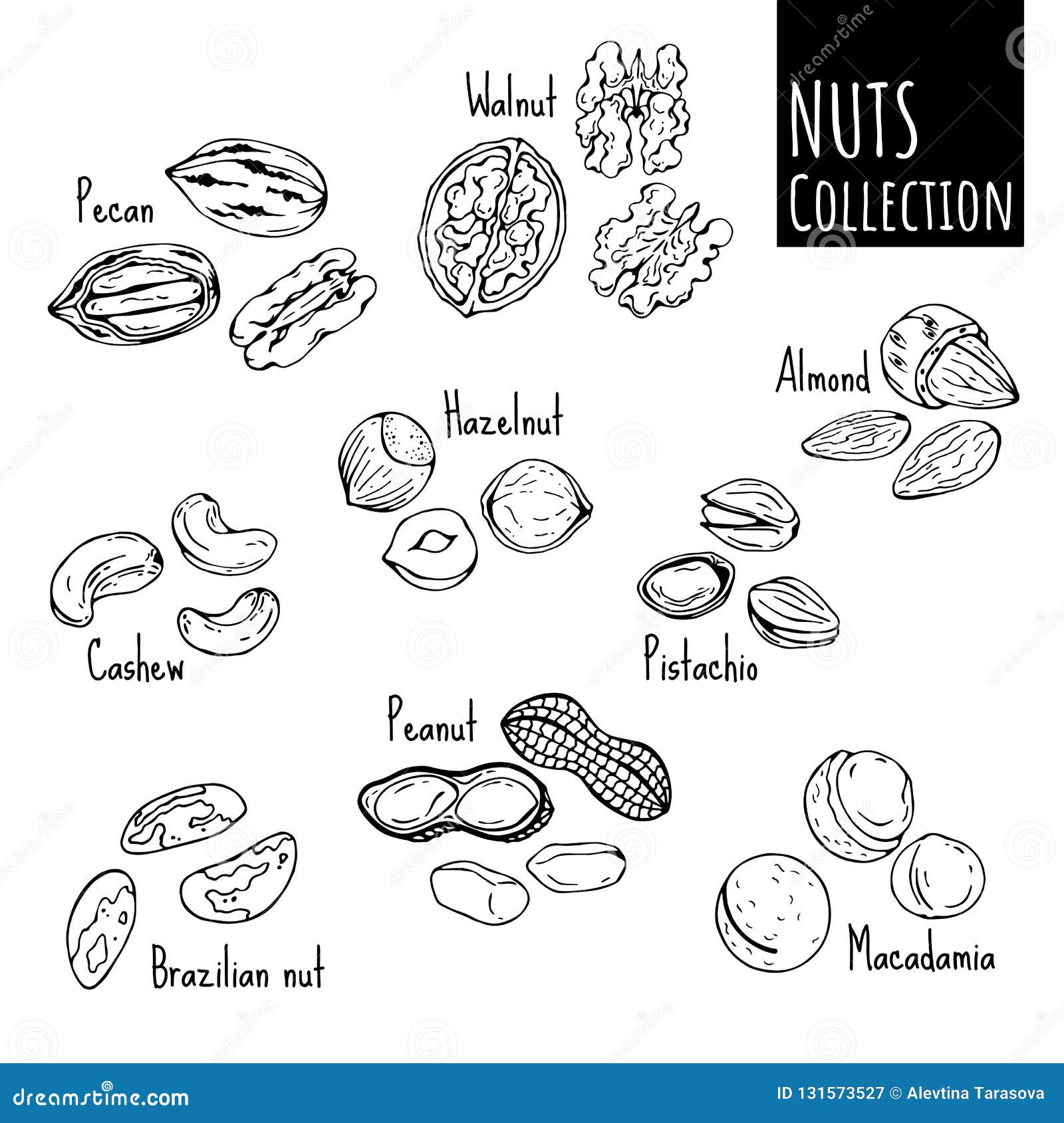 Nuts sketch stock vector. Illustration of natural, isolated - 131573527