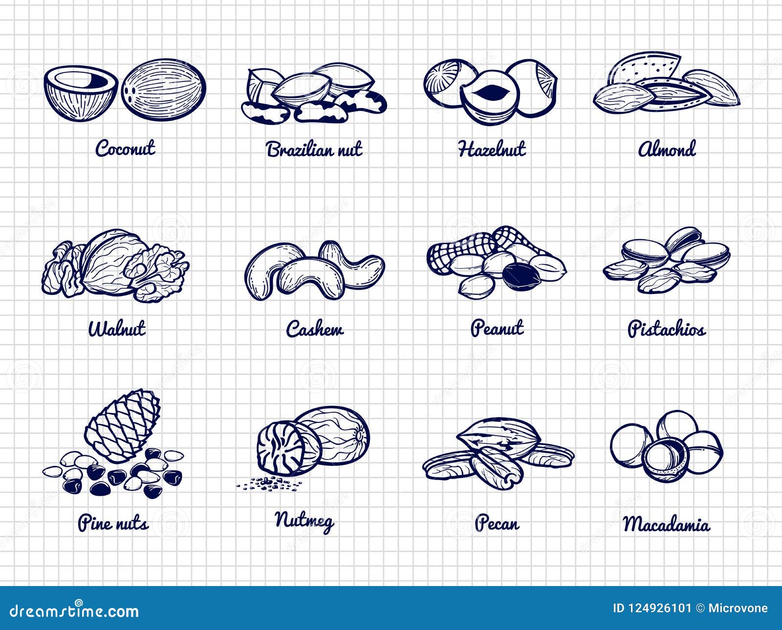 Pecans, Hand Draw Vector | CartoonDealer.com #138407302