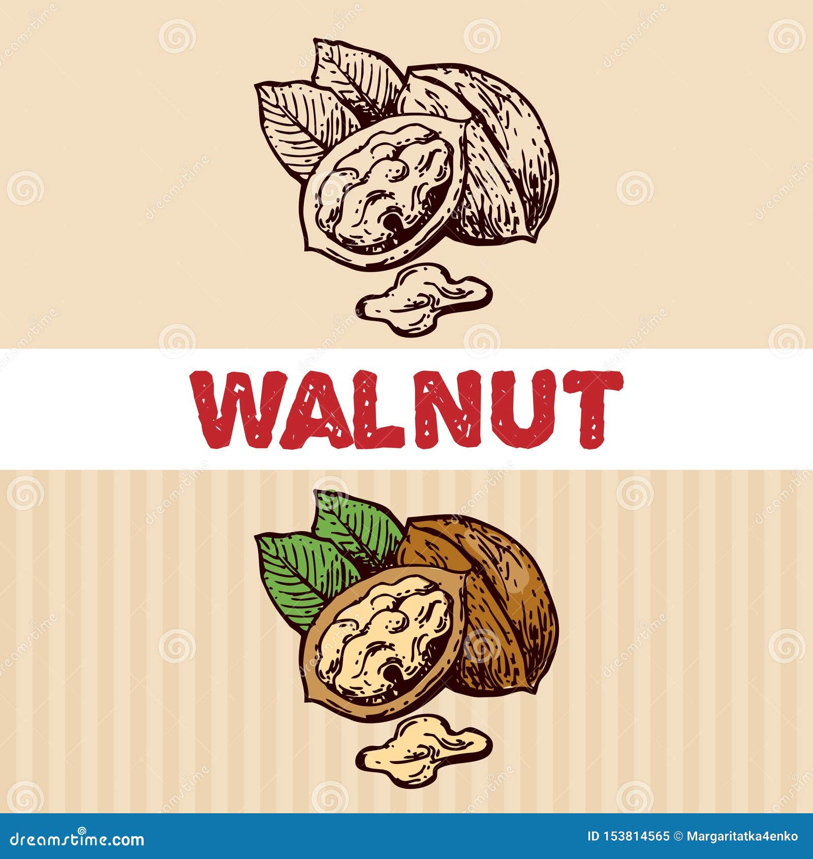 Nuts Sketch Illustration. Beautiful Hand Drawn Illlustration Stock ...