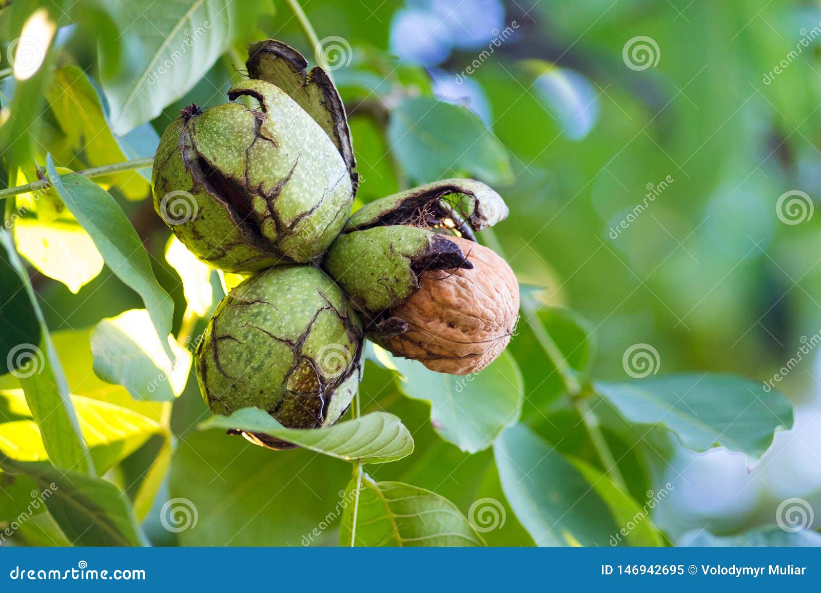 Nuts on a Tree with a Cracked Shell during Maturation_ Stock Image ...