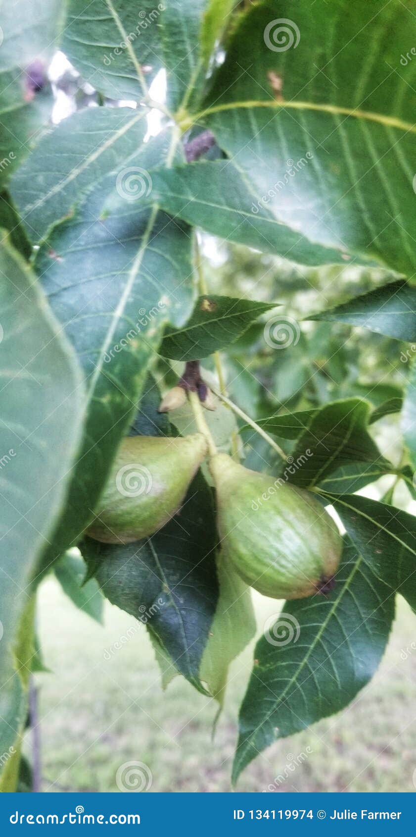 Nuts on tree stock photo. Image of leaves, green, nuts - 134119974