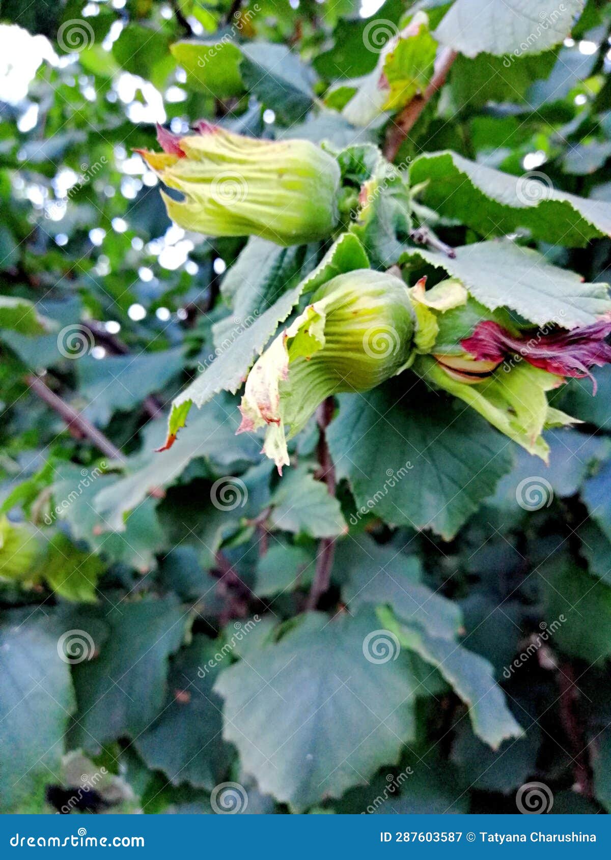 Nuts on a tree stock image. Image of petal, plant, leaf - 287603587