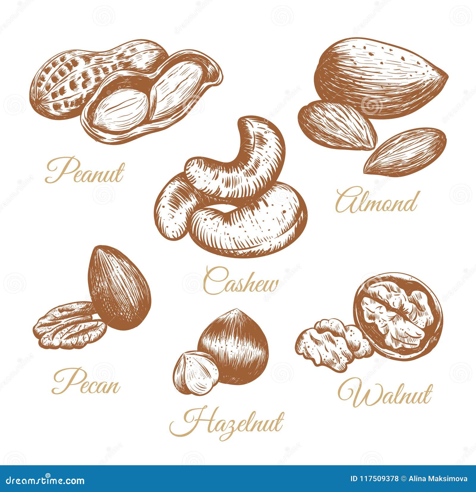 Nuts vector collection. stock vector. Illustration of icon - 117509378