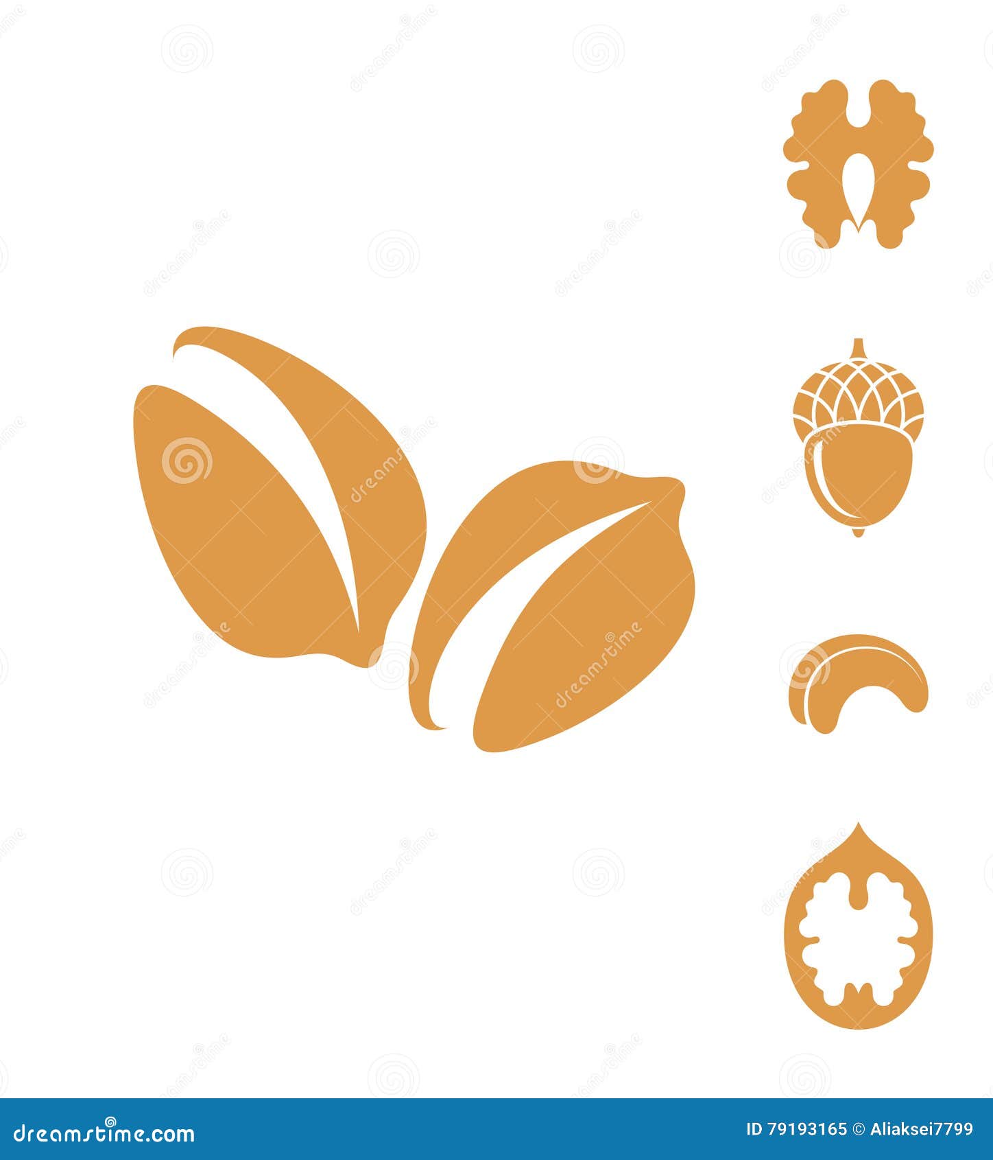 Nuts. Vector illustration stock vector. Illustration of fruit - 79193165