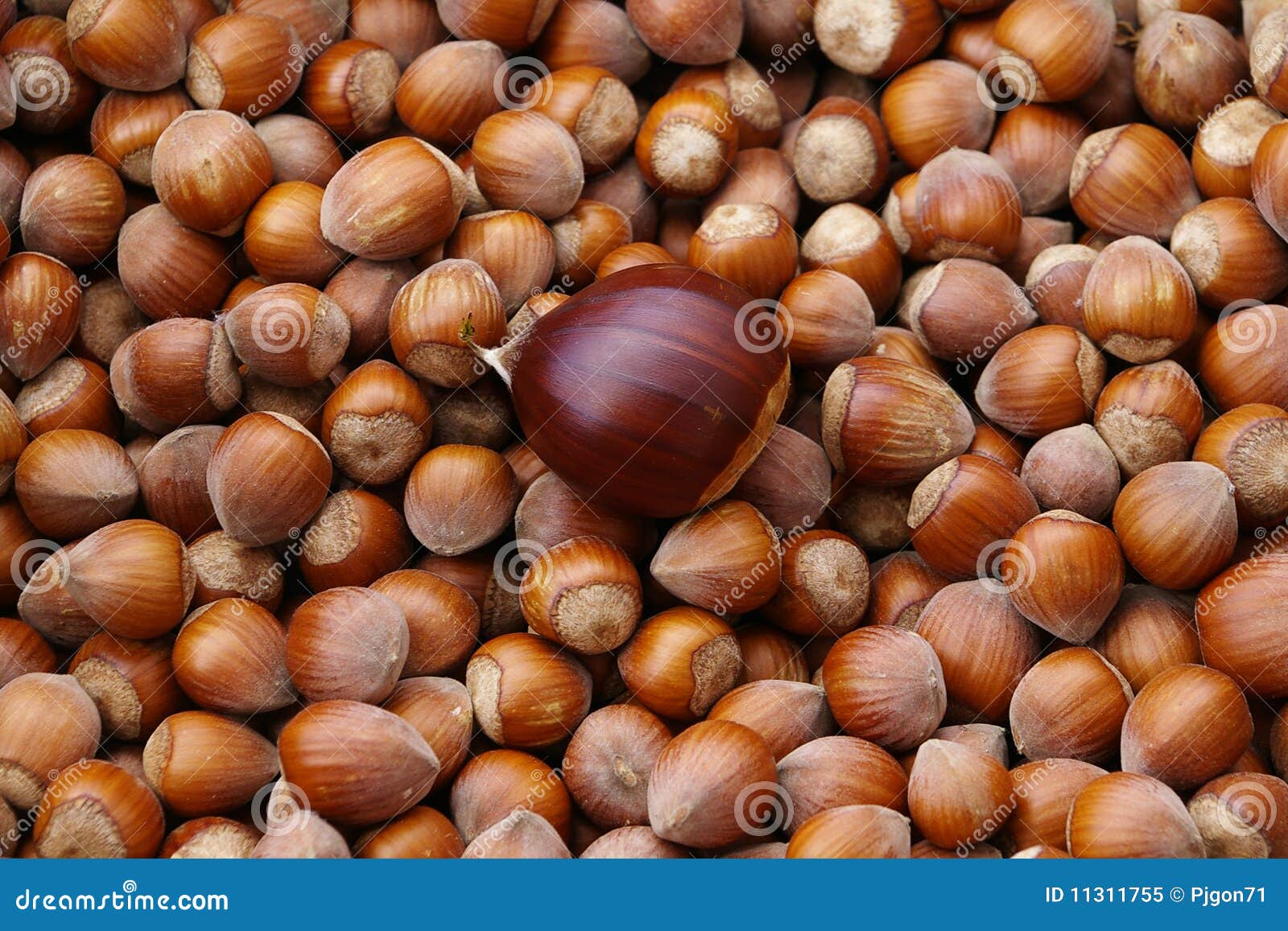 Nuts VI stock image. Image of season, autumn, hazelnut - 11311755