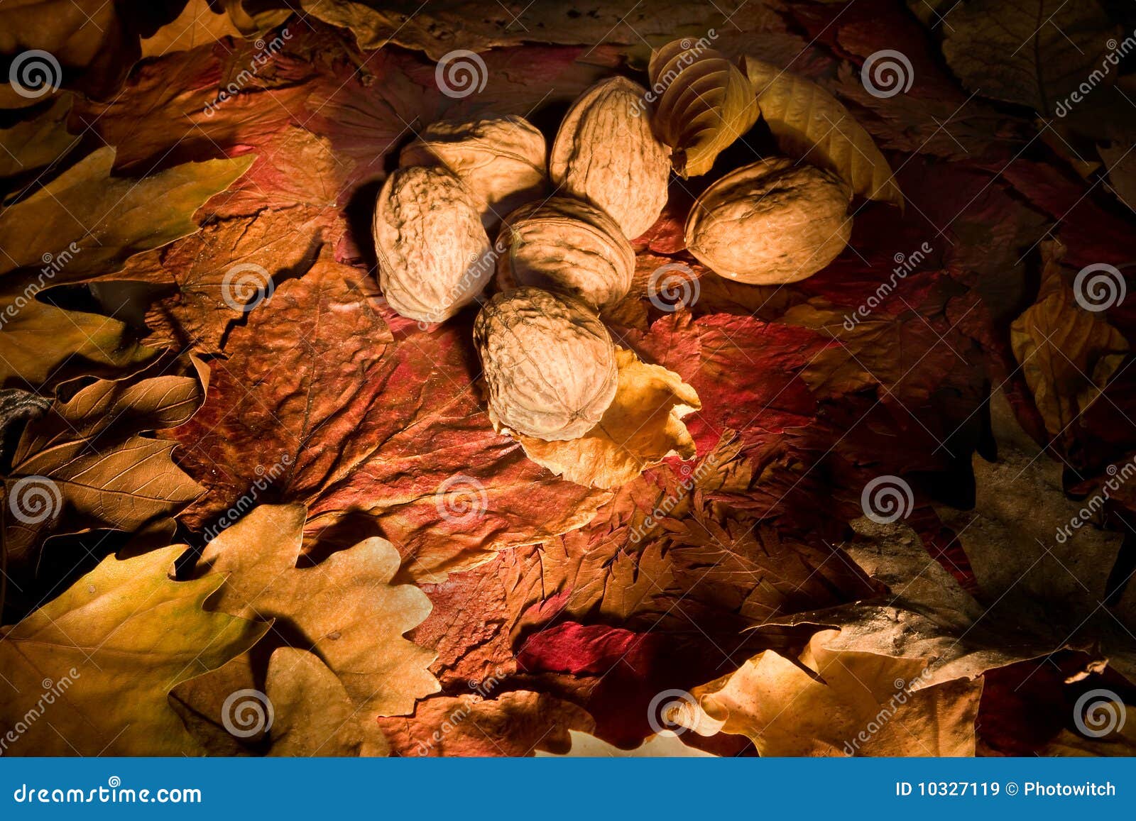 Nuts in the woods stock image. Image of trees, autumn - 10327119