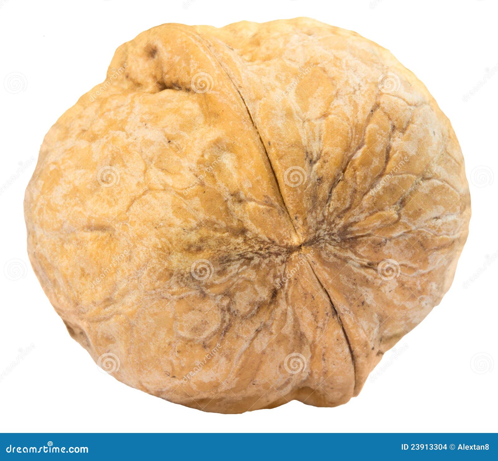 Nutshell walnut stock photo. Image of details, nutrition - 23913304