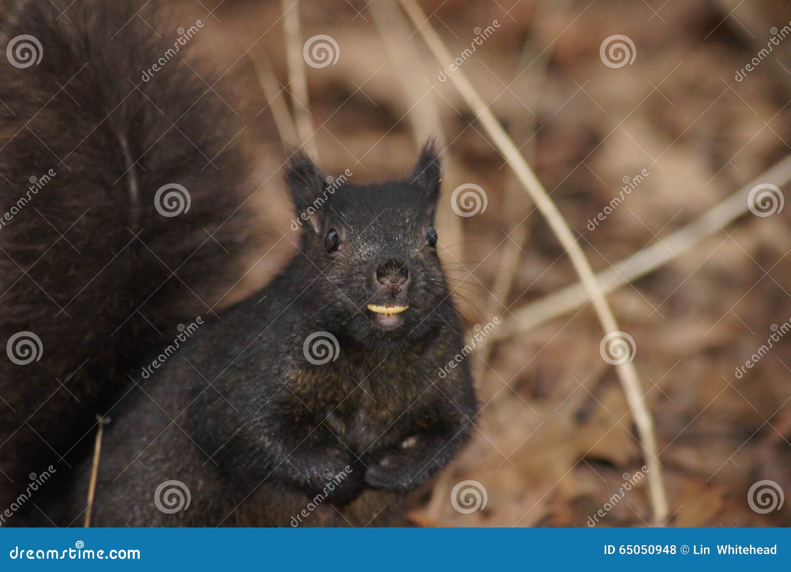 Nutty Smile Squirrel stock photo. Image of smile, mouth - 65050948