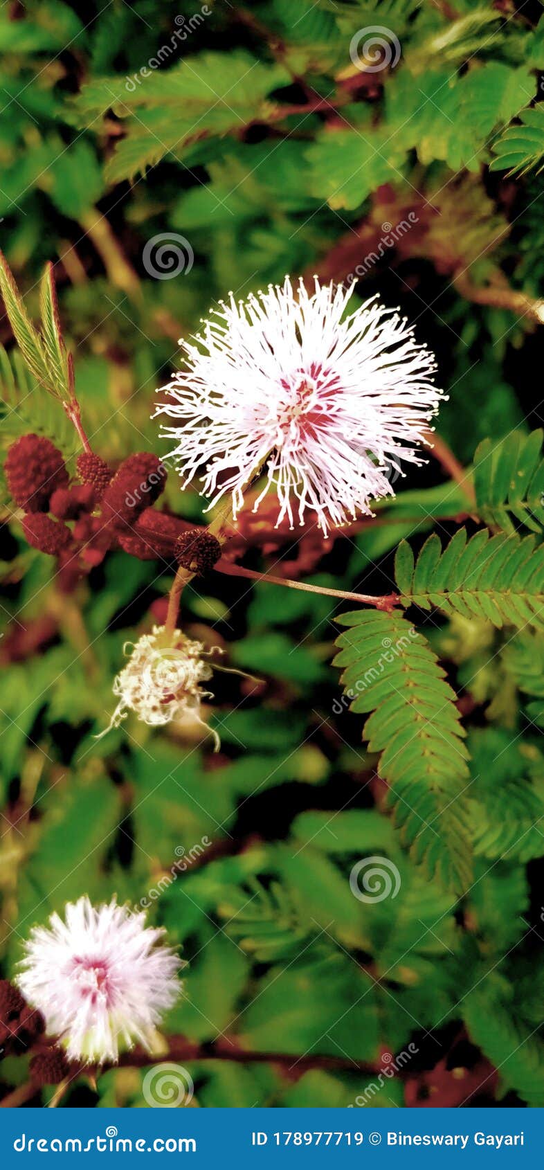 Nutural Flower White Coloured Stock Image - Image of white, colour ...