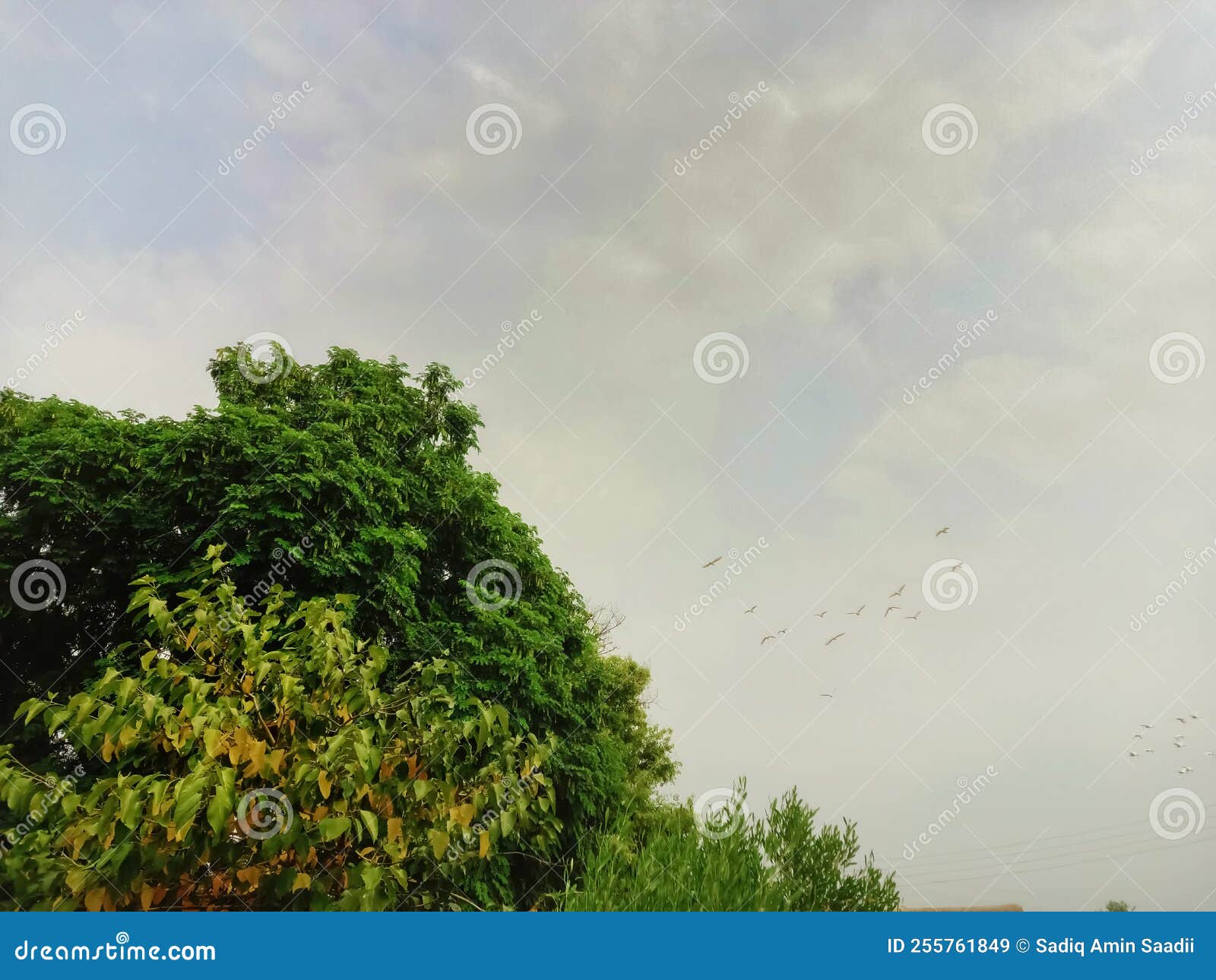 This is a Nuture Picture of Birds and Trees . Stock Image - Image of ...