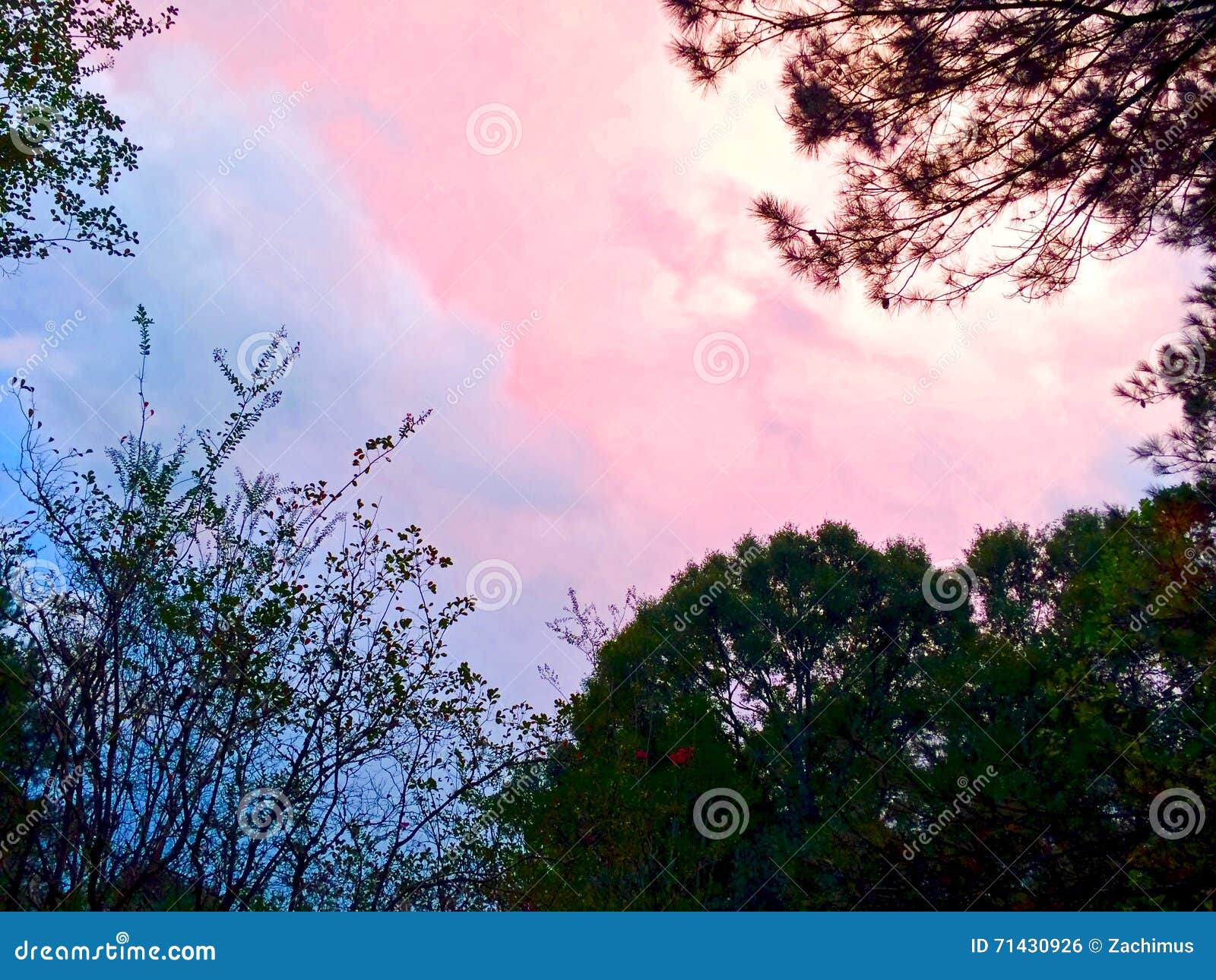 Nuvens Cor-de-rosa Do Por Do Sol Foto de Stock - Imagem de folhas ...
