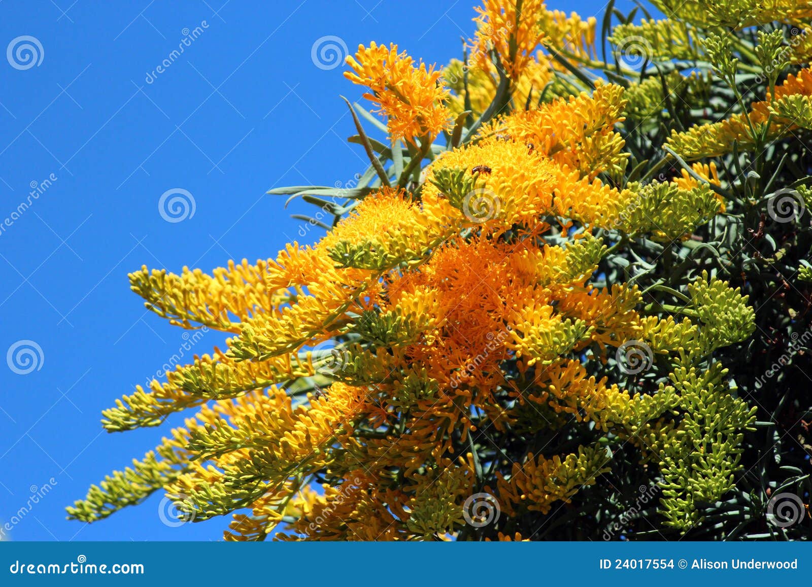 Nuytsia Floribunda -Australian Christmas Tree Stock Photo - Image of ...