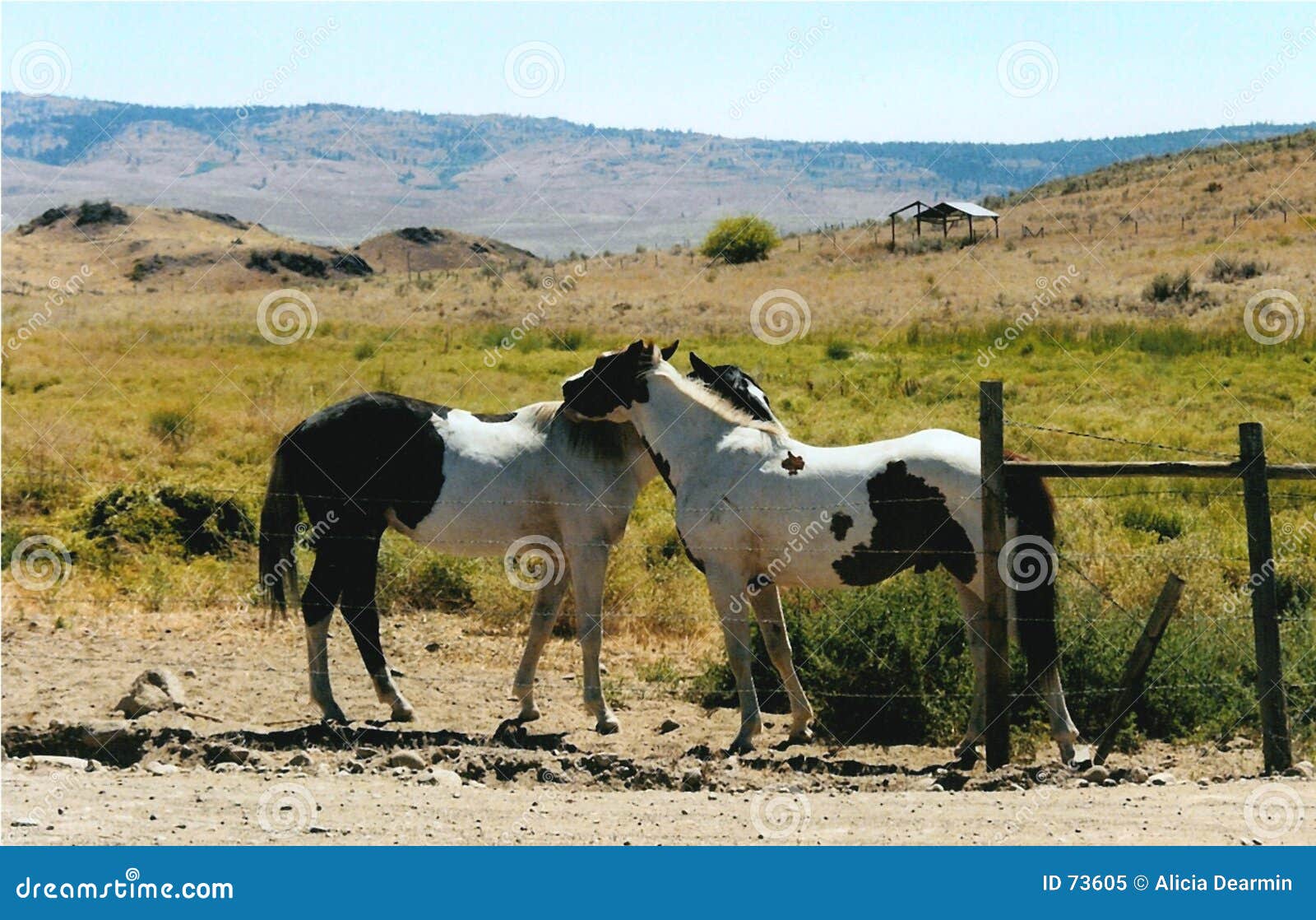 The Nuzzle stock image. Image of attract, caring, country - 73605