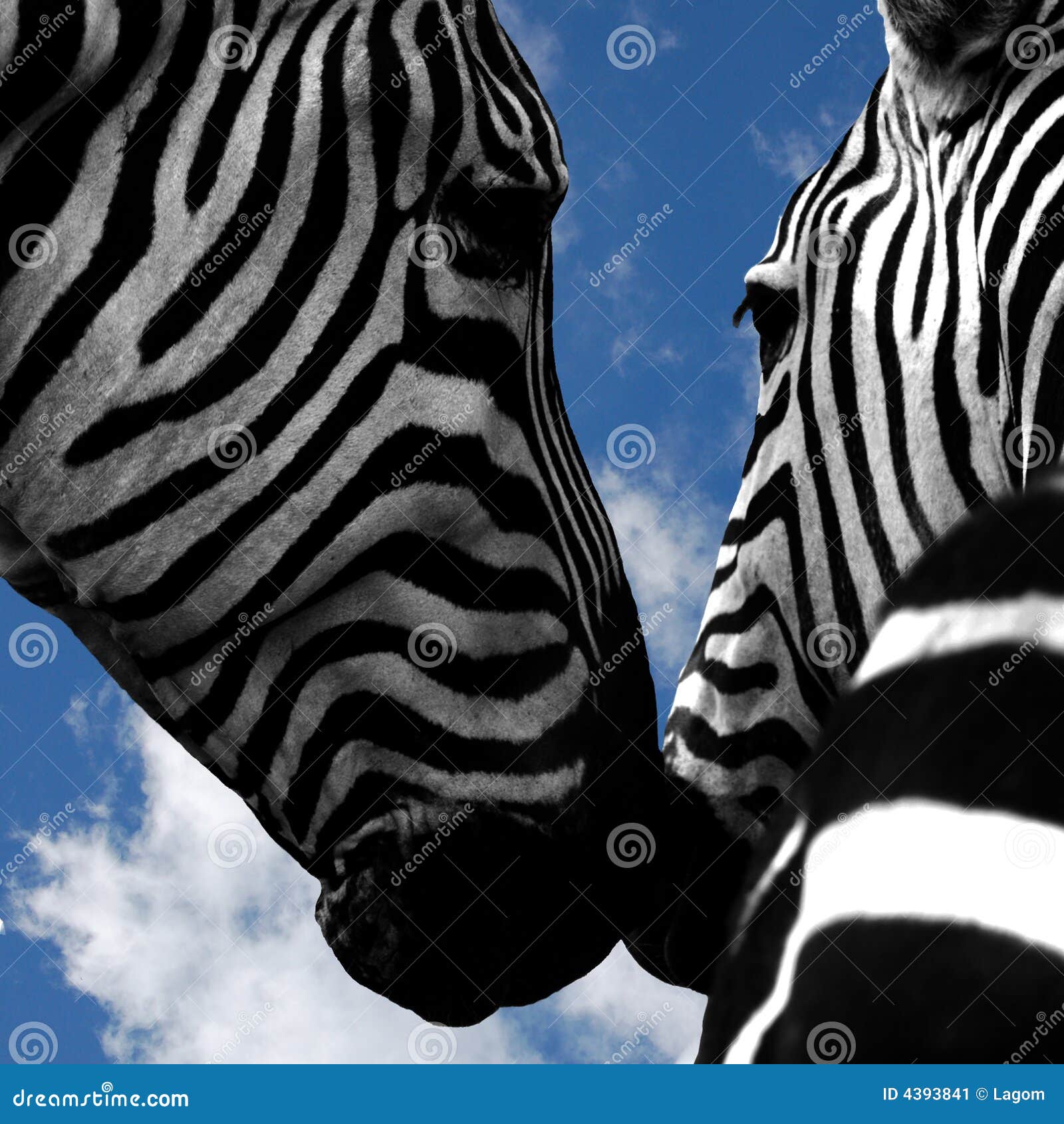 Nuzzling zebras stock image. Image of holiday, stripes - 4393841